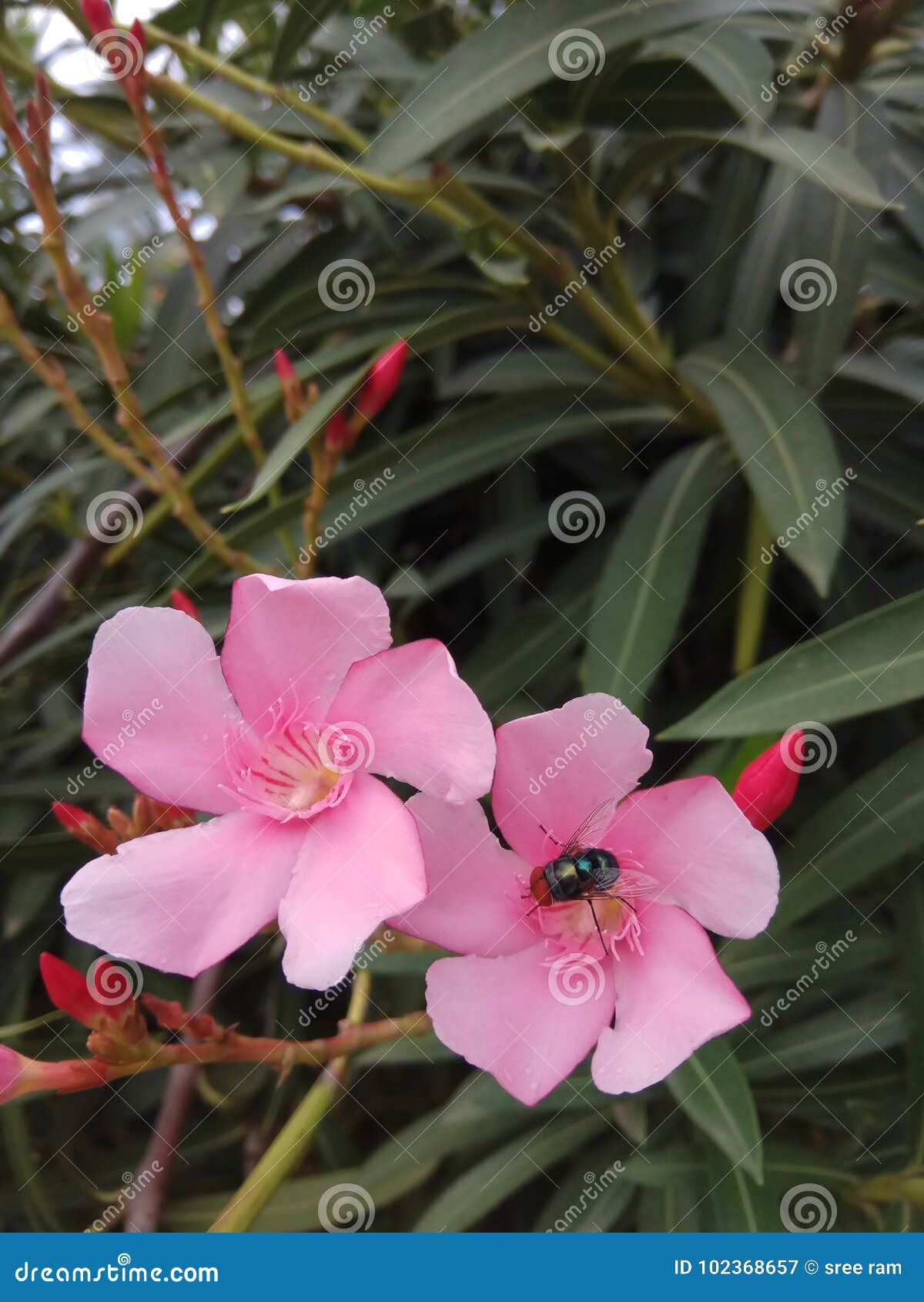 Flower fly stock image. Image of redeyedfly, flyonaflower - 102368657