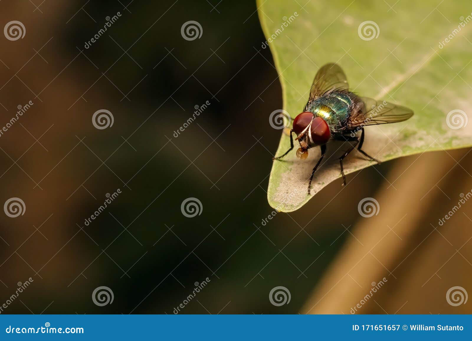 Fly in Bright Windy Evening Stock Image - Image of windy, garden: 171651657