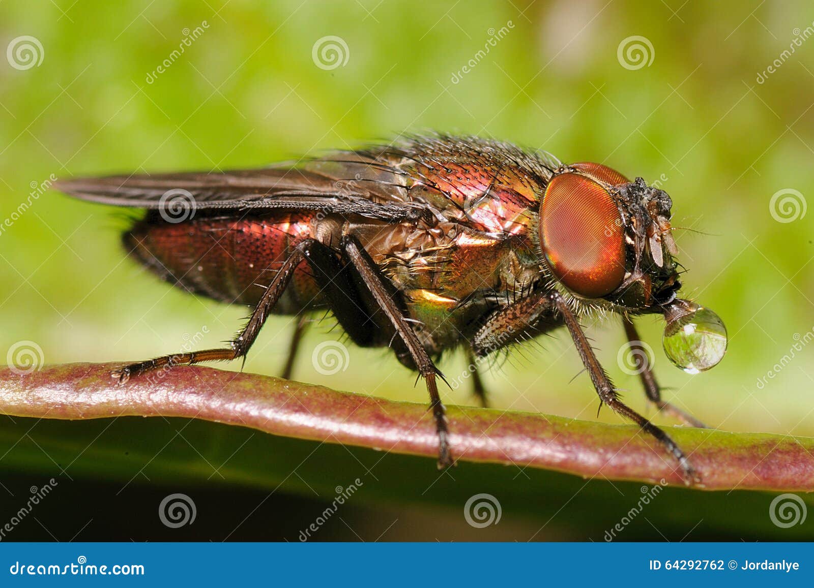 Fly with bubble stock photo. Image of park, droplet, square - 64292762
