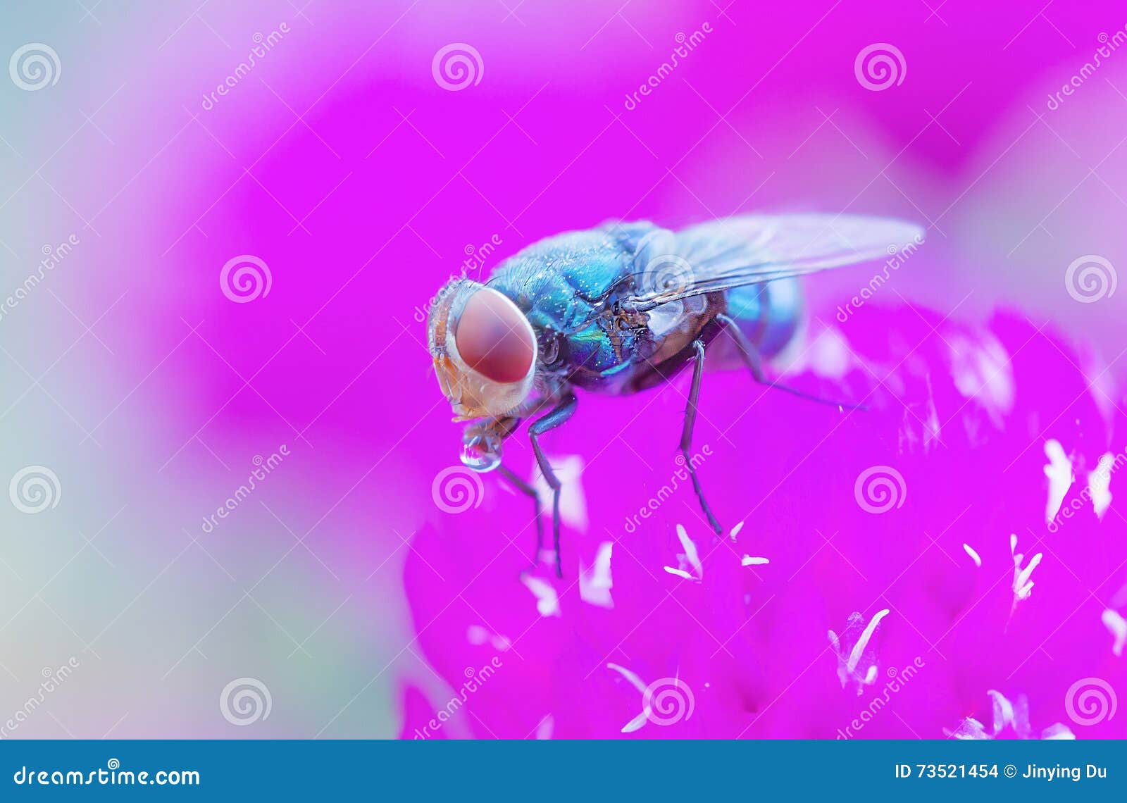 Fly and bubble stock photo. Image of flying, purple, flowers - 73521454