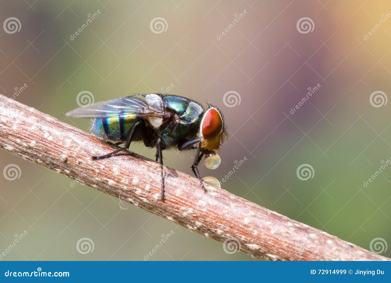 Fly and bubble stock image. Image of pest, invertebrate - 72914999