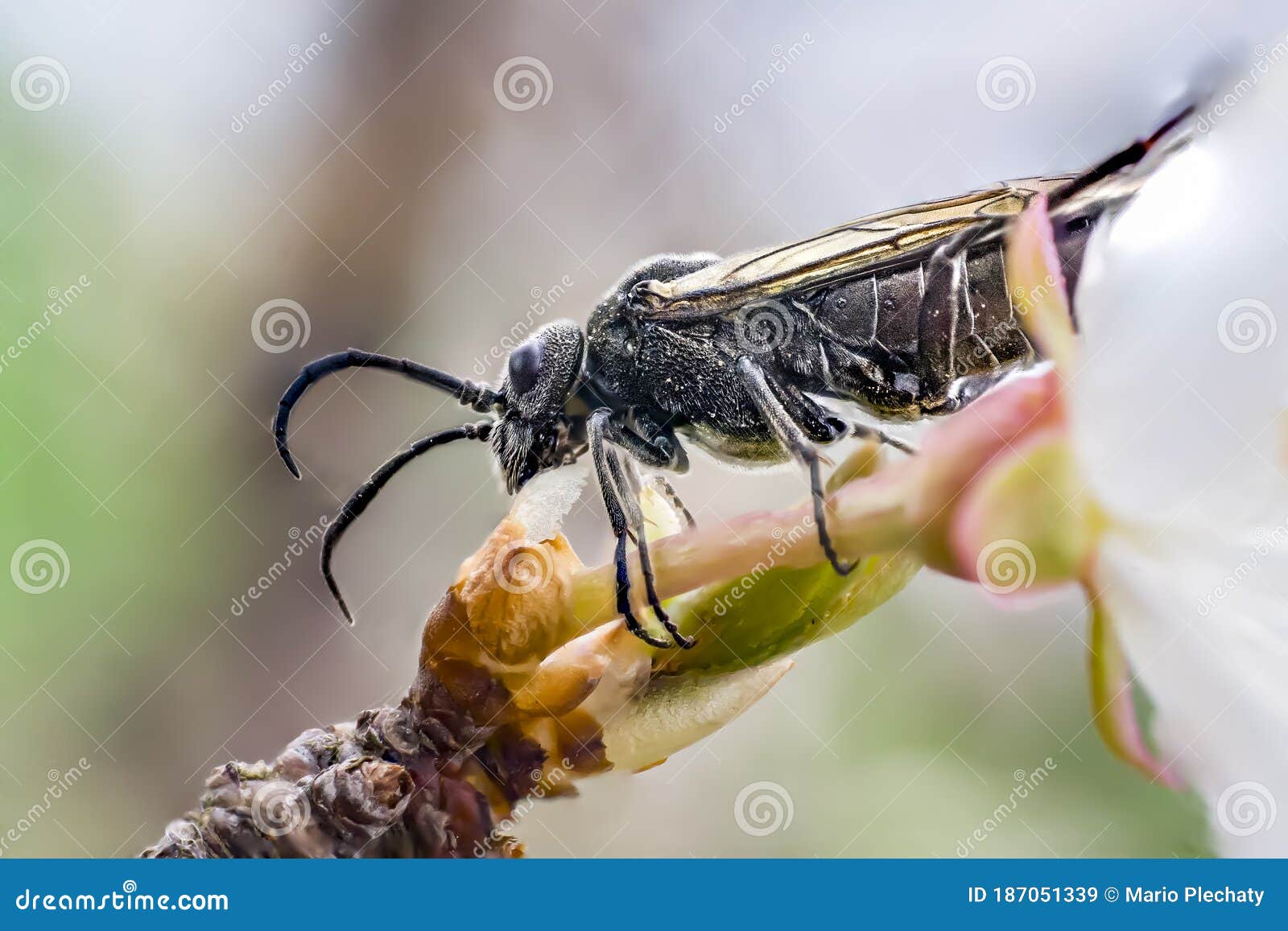Fly Bug when Eating of Blossom Bud in Spring Time Stock Image - Image ...