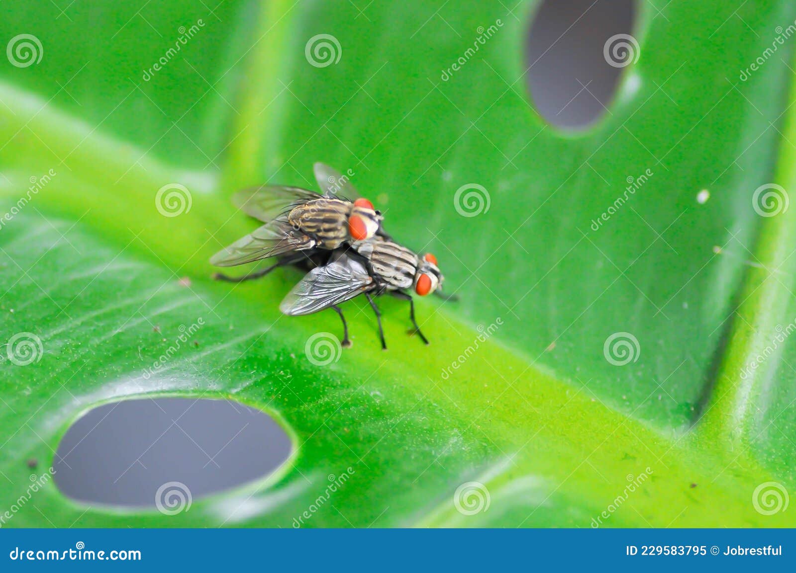 Fly or Bug , Female Dog and Male Fly Stock Image - Image of insect ...
