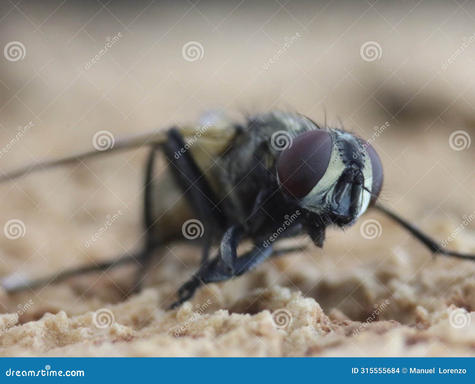 Fly Buggy Insect Heavy Annoying Restless Nightmare Stock Photo - Image ...