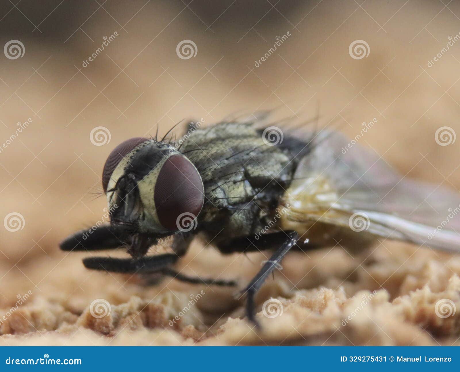 Fly Buggy Insect Heavy Annoying Restless Nightmare Stock Image - Image ...