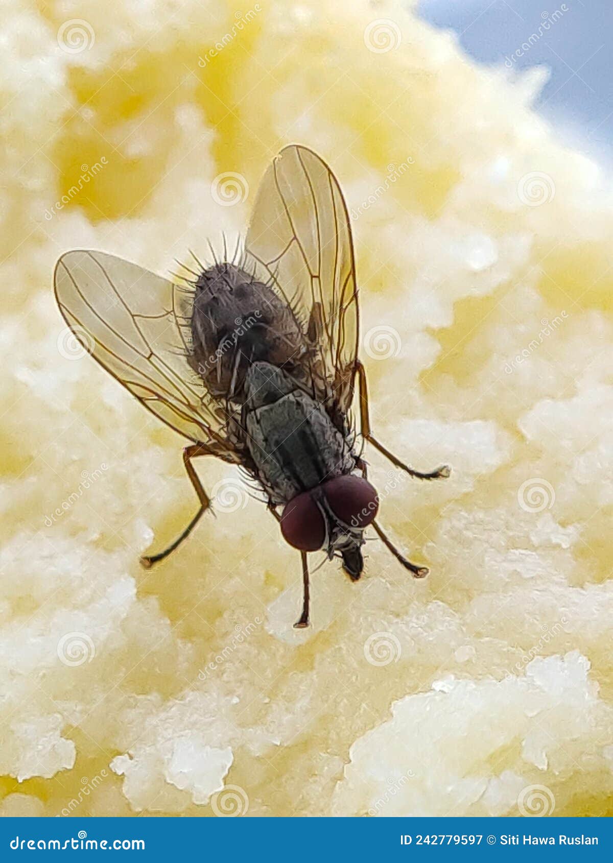 A Fly on a Cake in Close Up Picture Stock Image - Image of mata, eyes ...