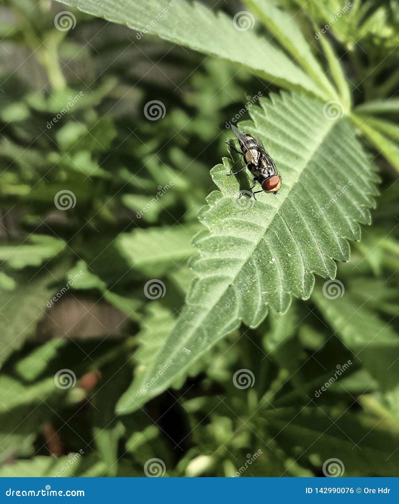 Fly on a cannabis leaf stock photo. Image of hemp, drug - 142990076