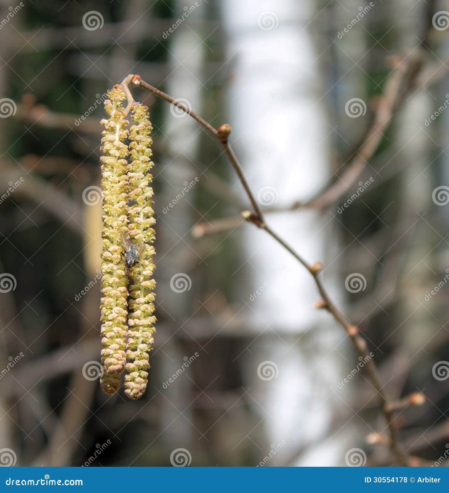 Fly on the catkin adler stock photo. Image of catkin - 30554178