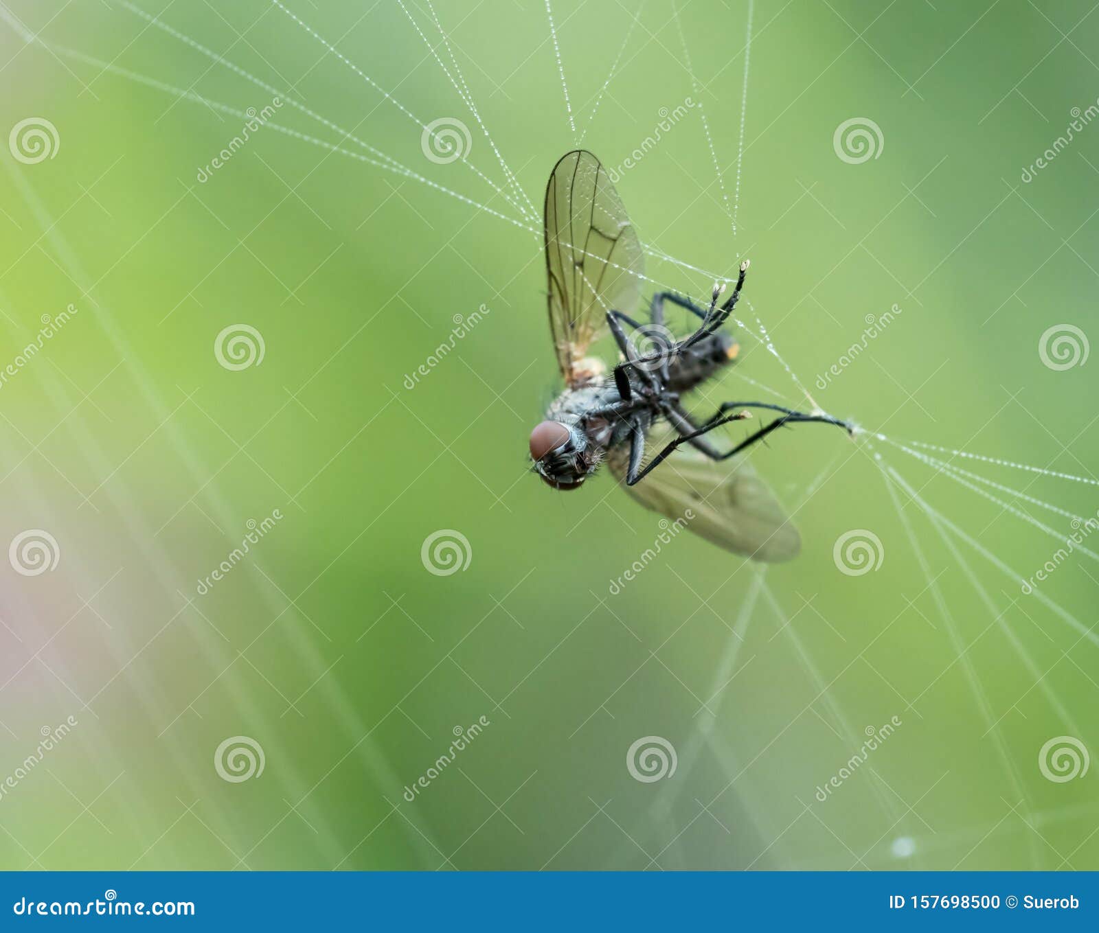 Fly Caught in Spider Web stock photo. Image of macro - 157698500