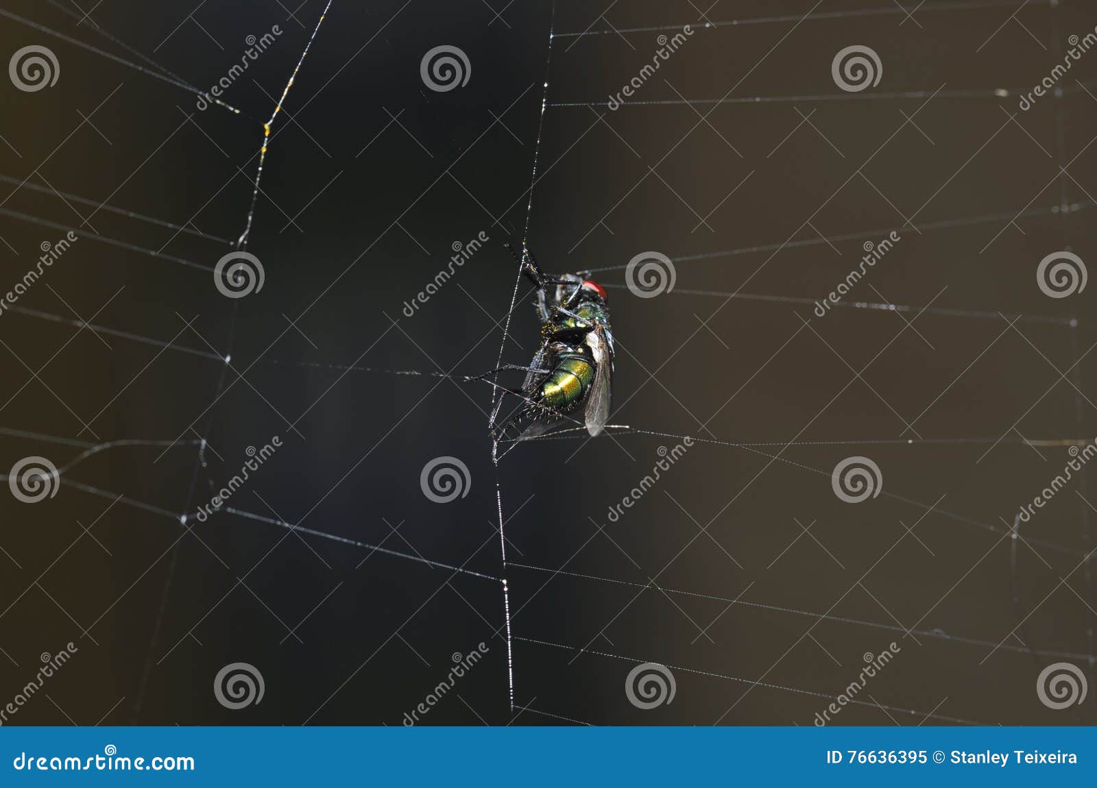 Fly Caught in a Spider Webb Stock Image - Image of outdoors, caught ...