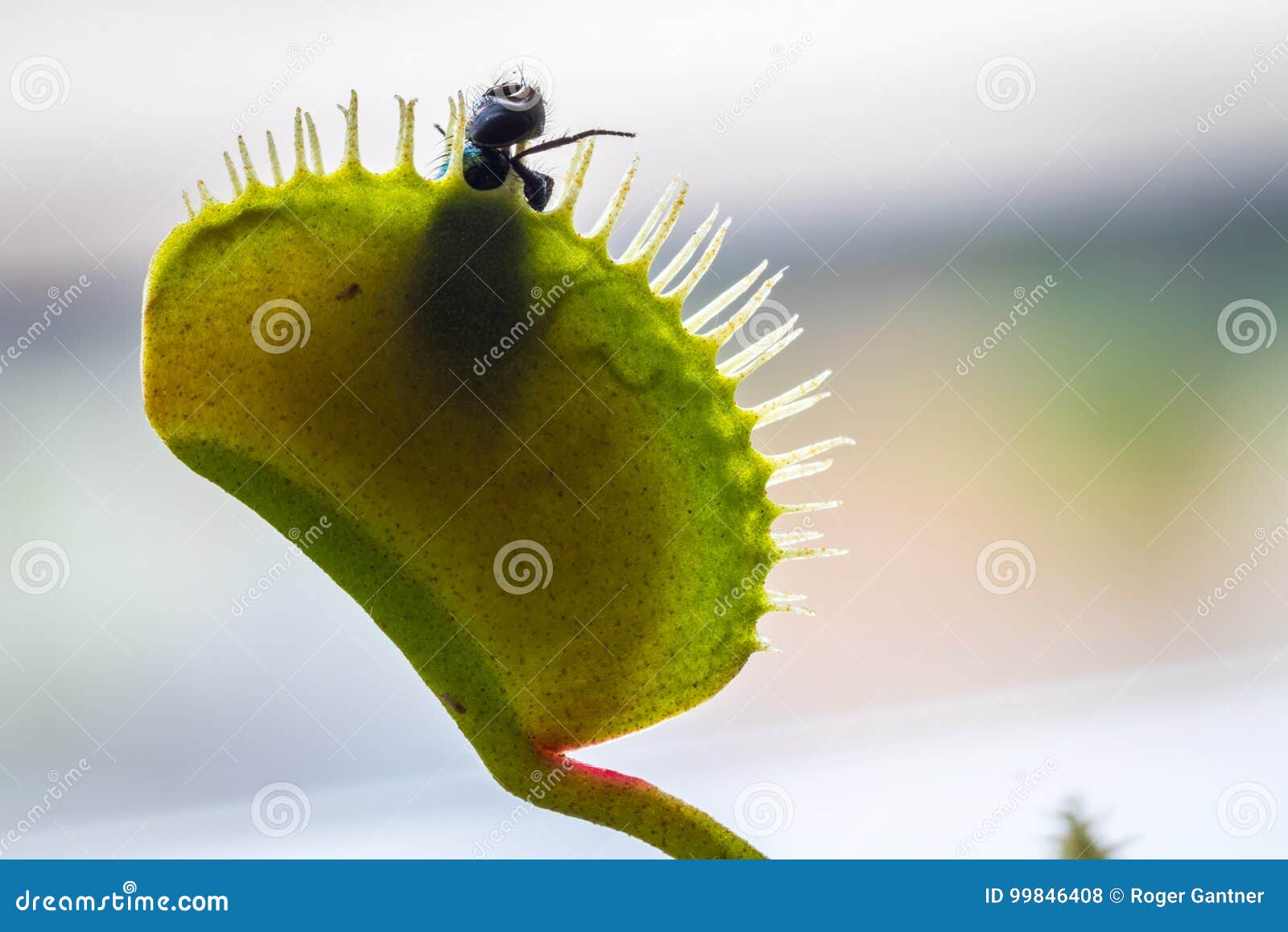 Fly Sticking Out Of A Venus Fly Trap Stock Image | CartoonDealer.com ...