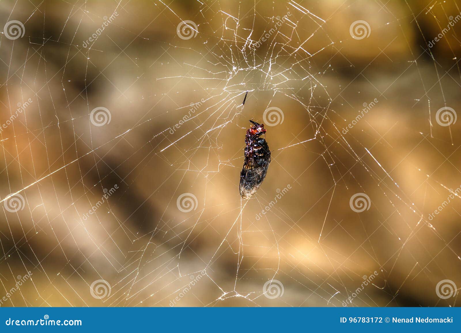 Fly Caught in Web stock photo. Image of transparent, stuck - 96783172