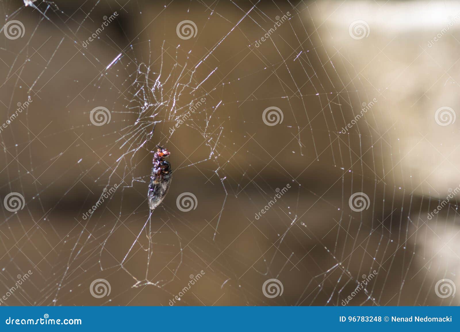 Fly Caught in Web stock photo. Image of horizontal, housefly - 96783248