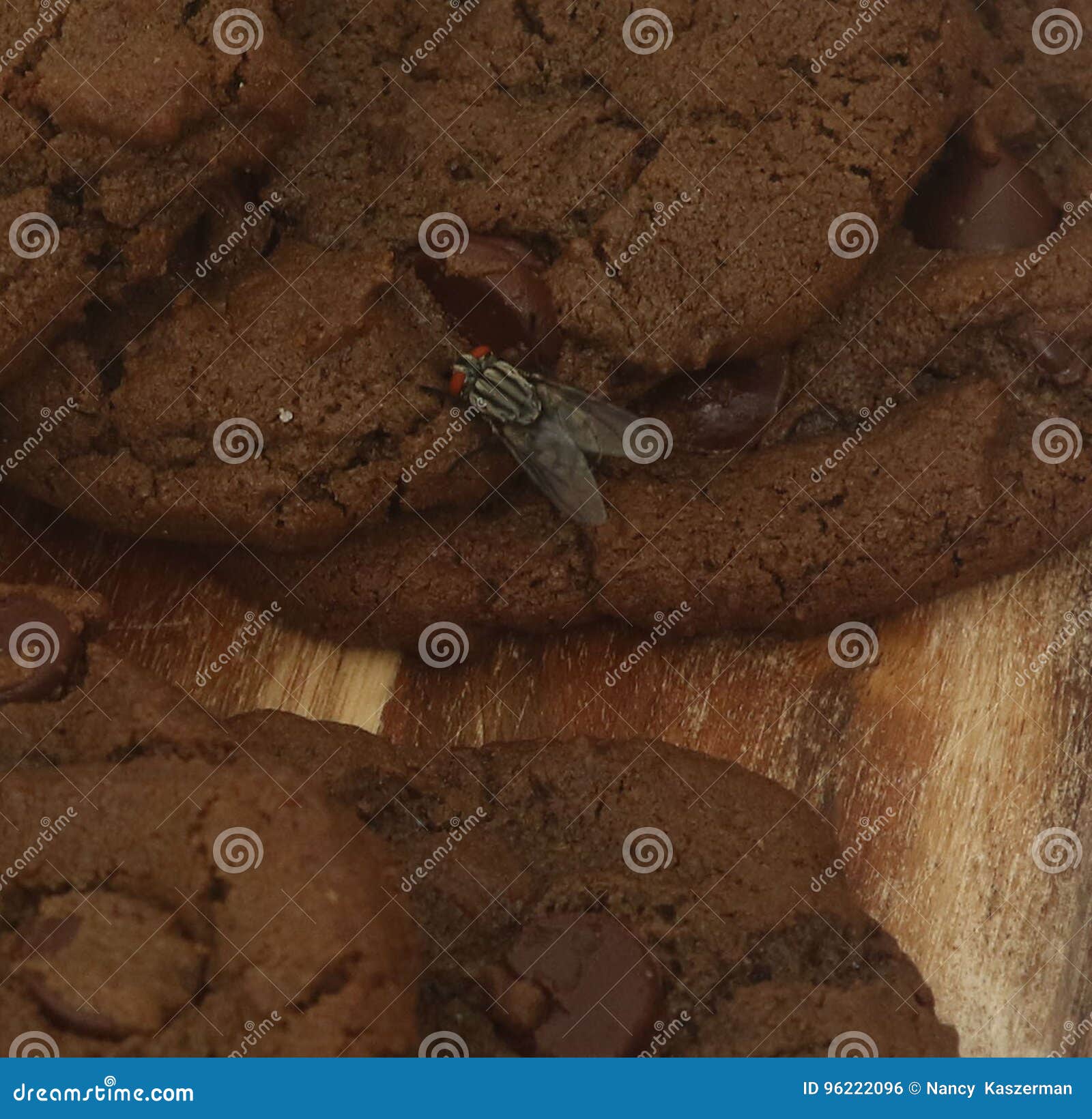 Fly on Chocolate, Chocolate Chip Cookies and Breadboard Stock Photo ...