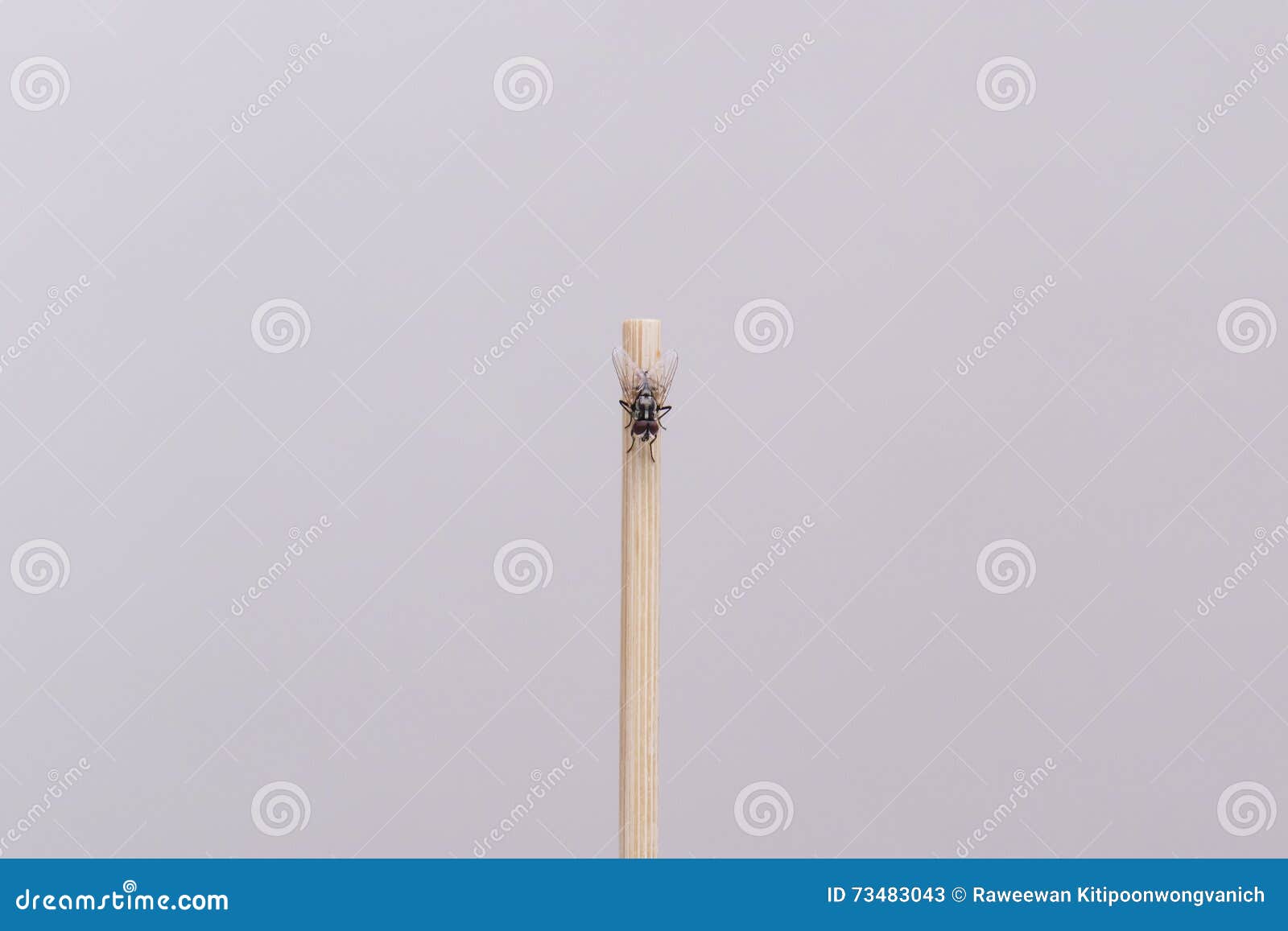 Fly on chopstick stock image. Image of wings, angle, isolated - 73483043