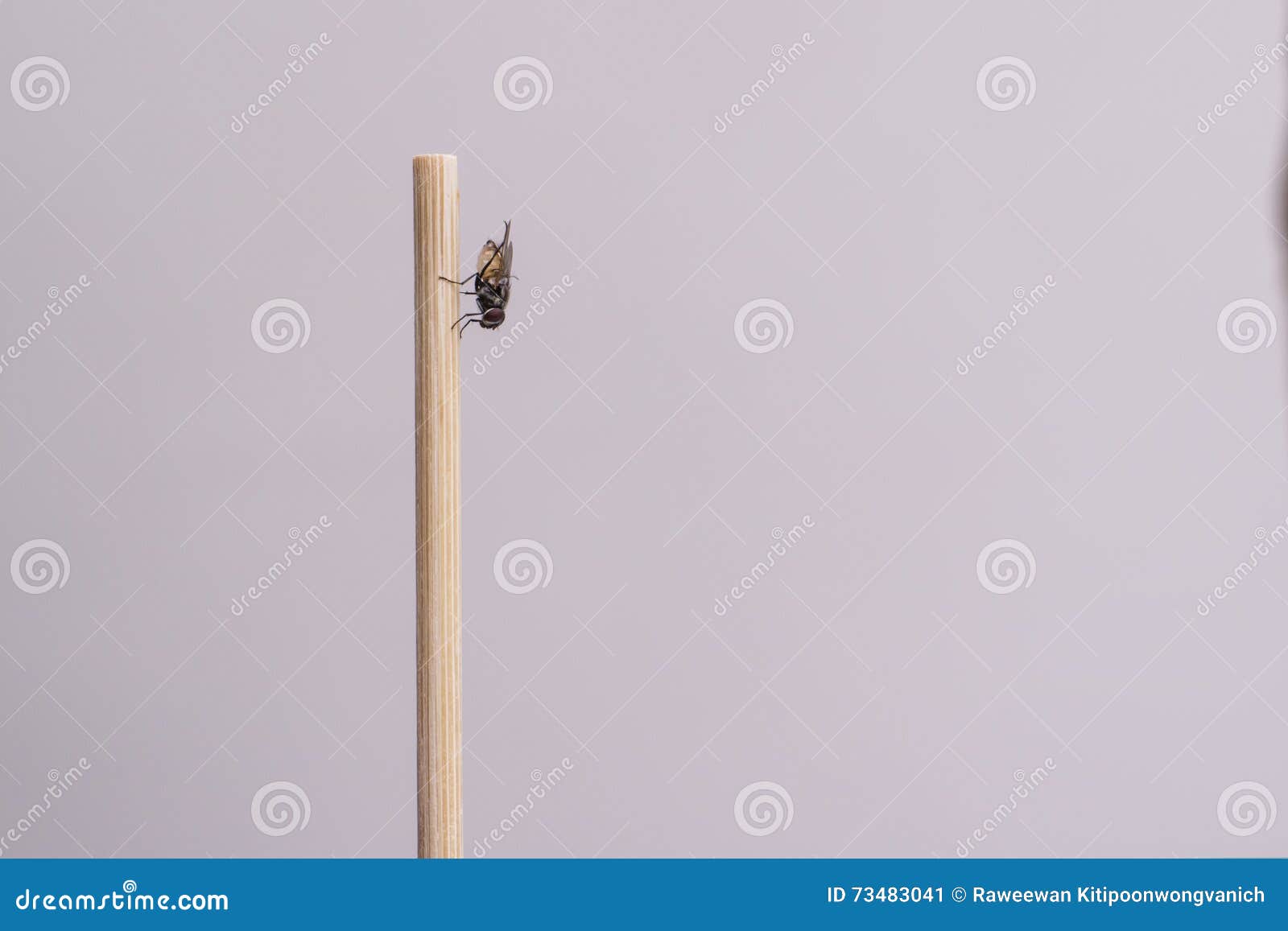Fly on chopsticks stock image. Image of isolated, wing - 73483041