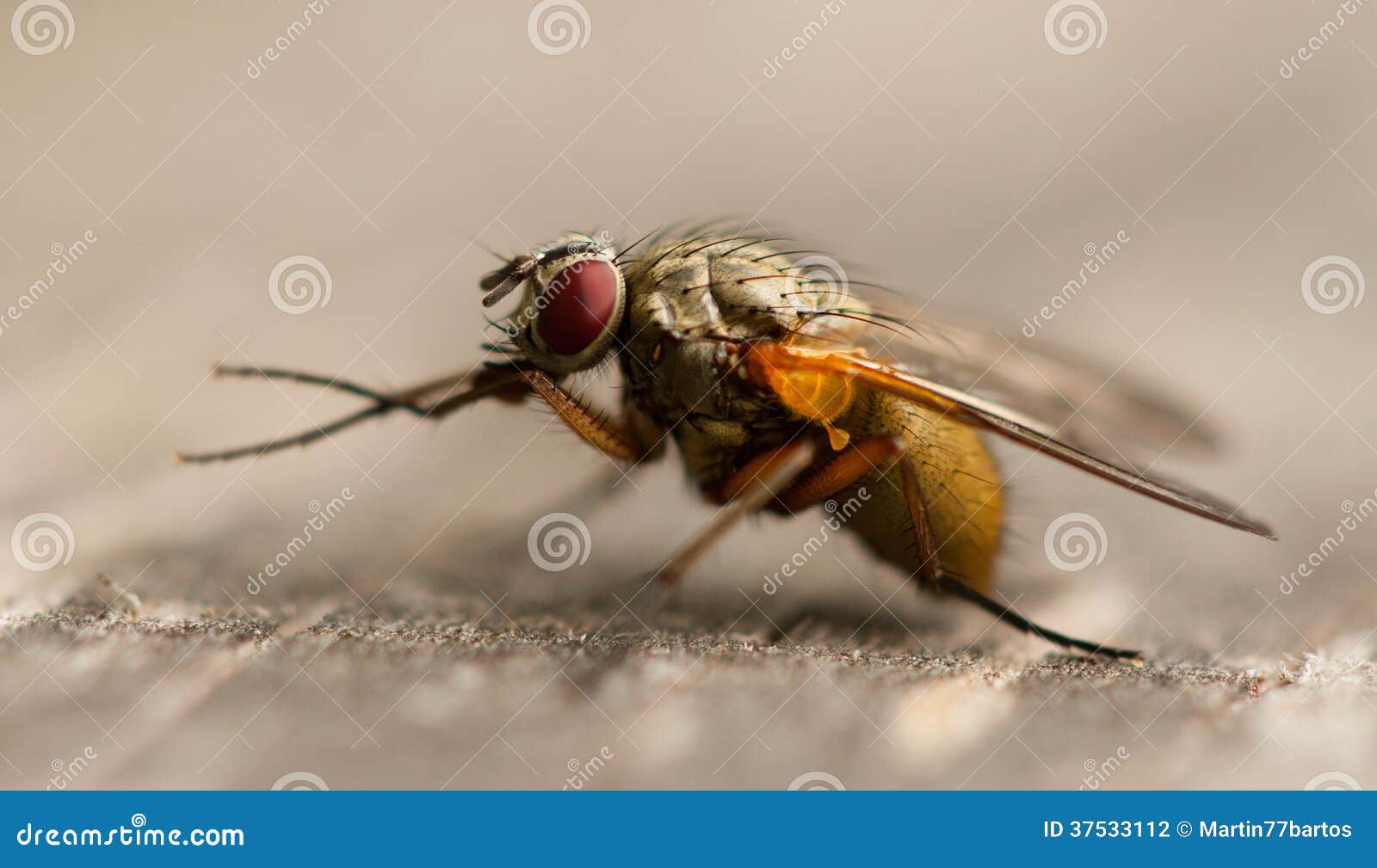 Fly stock photo. Image of vision, eyes, wings, insect - 37533112