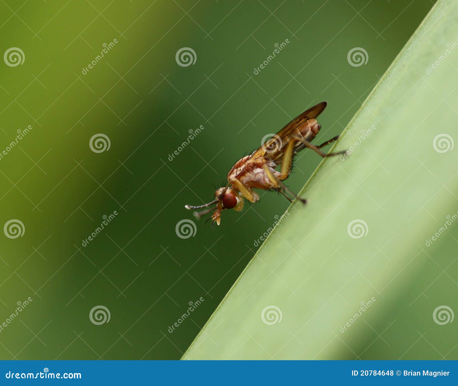 Fly cleaning its head stock photo. Image of plant, wiping - 20784648