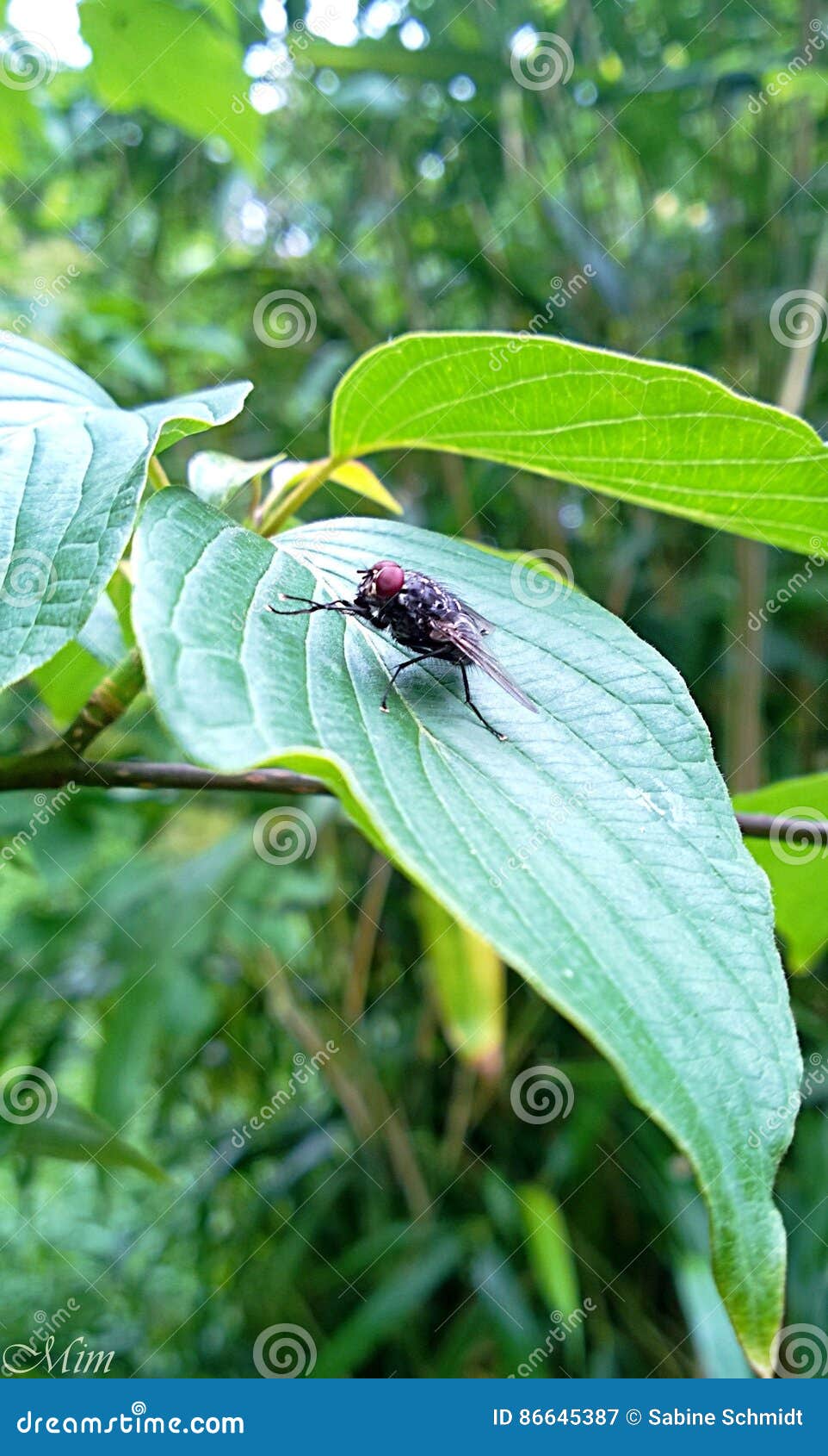 Fly. stock image. Image of leaf, cleaning, nature - 86645387