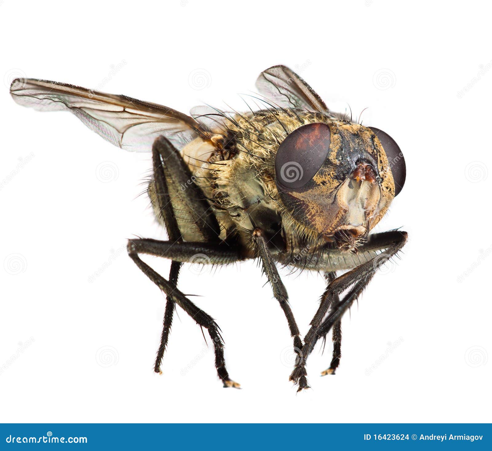 Fly close up stock photo. Image of vision, wing, isolated - 16423624