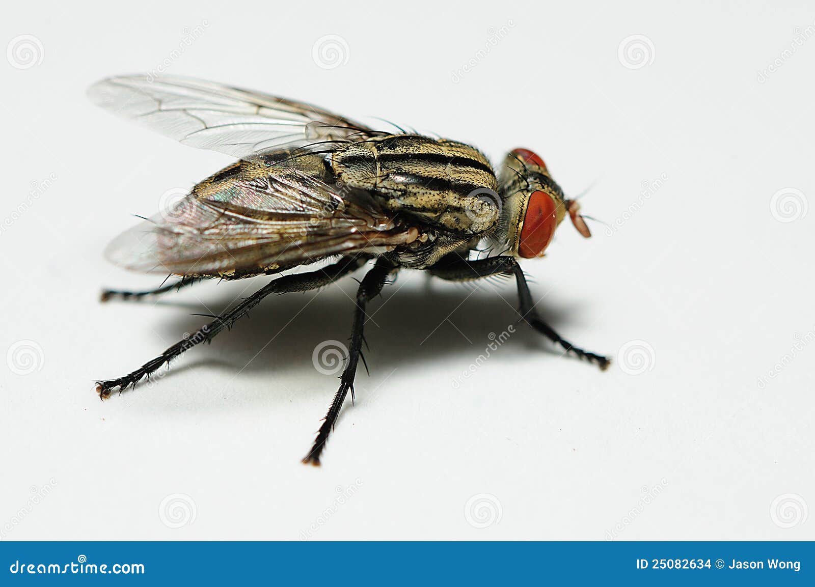 Fly close up stock photo. Image of vision, small, wing - 25082634