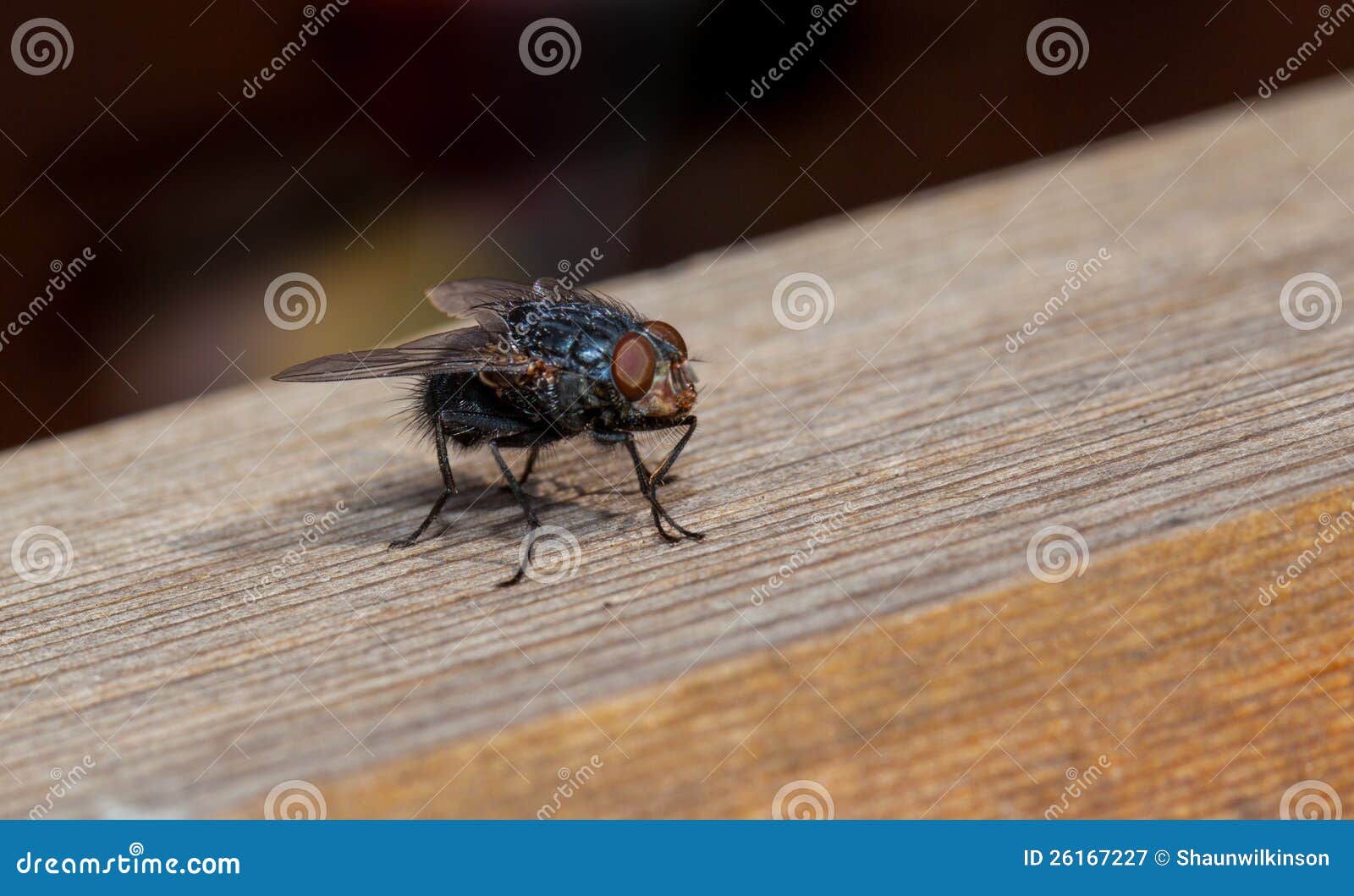 Fly Close up stock image. Image of eyes, macro, looking - 26167227