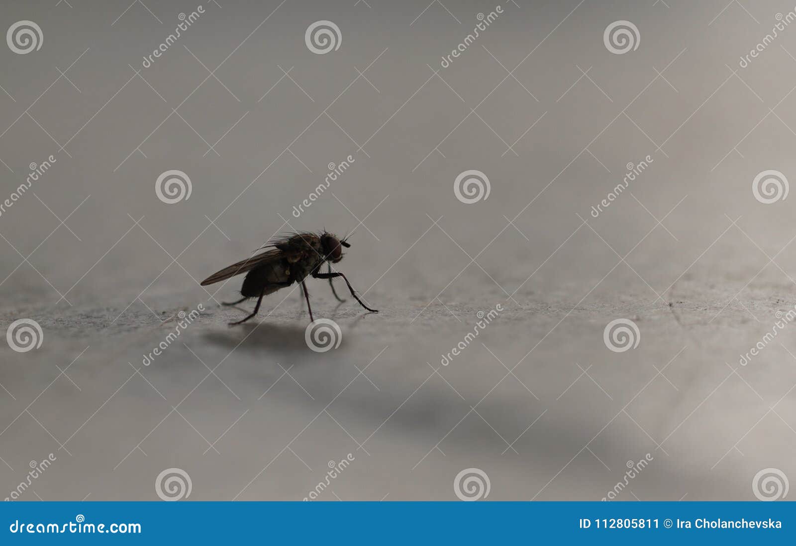 Fly close up stock image. Image of insect, animal, dipteran - 112805811