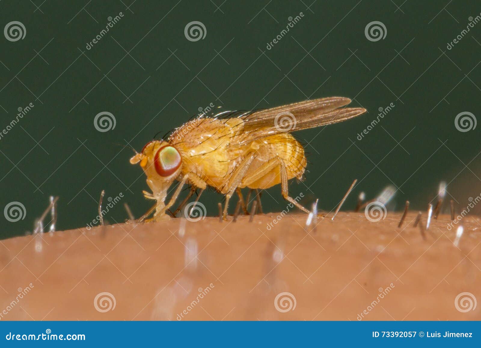 Fly close up stock image. Image of colorful, house, dung - 73392057