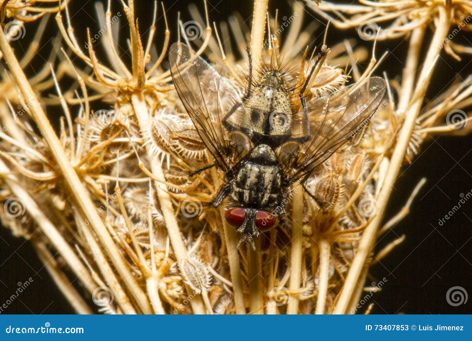 Fly close up stock image. Image of colorful, black, close - 73407853
