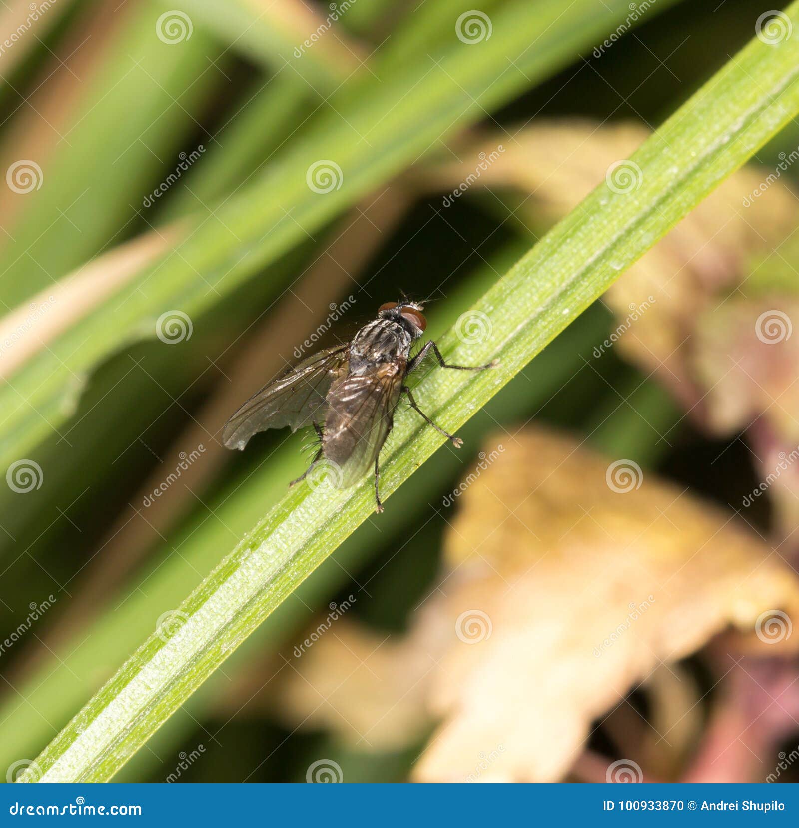 Fly. close-up stock photo. Image of hairy, living, shot - 100933870