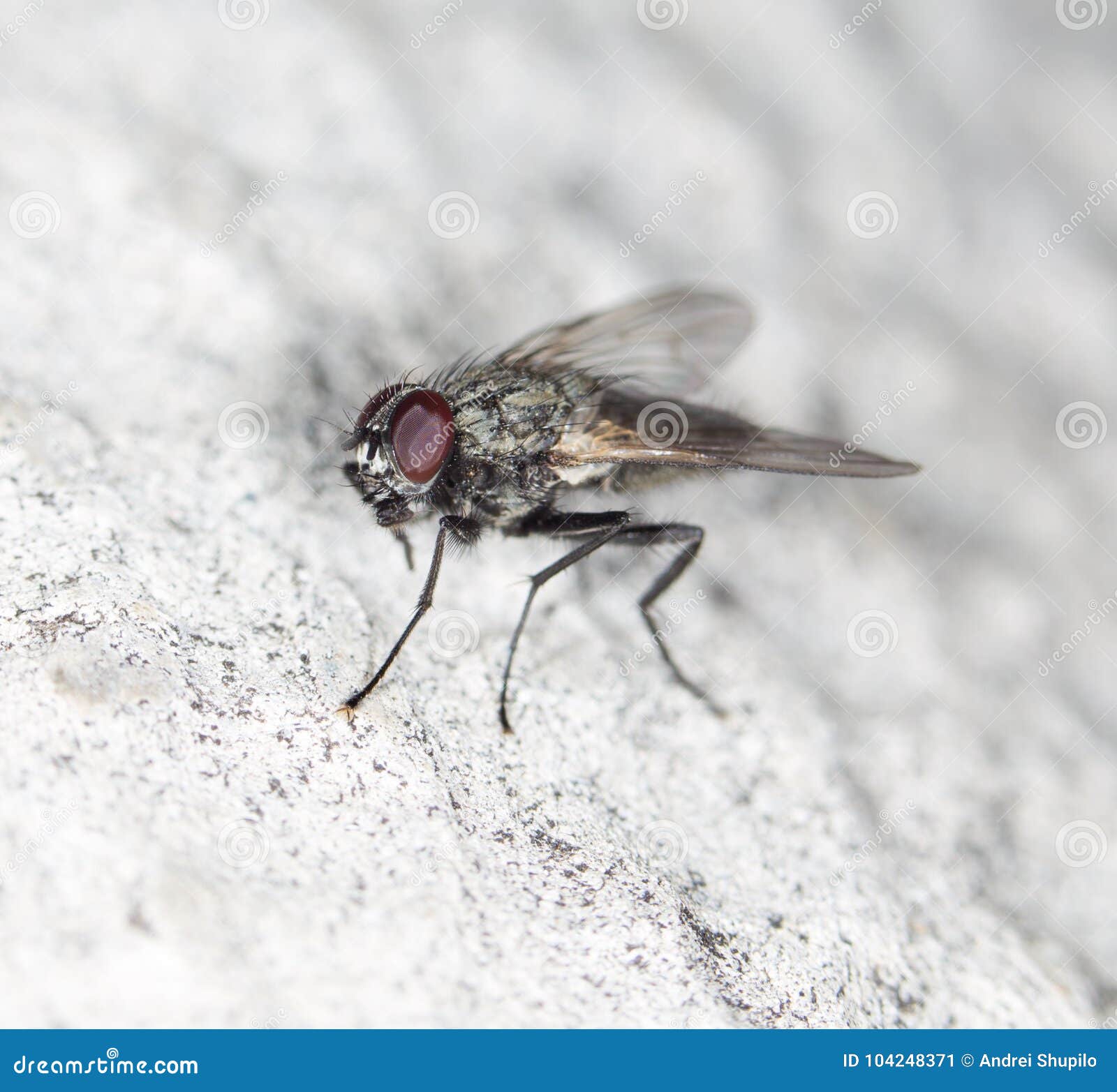 Fly. close-up stock image. Image of arthropod, mustache - 104248371