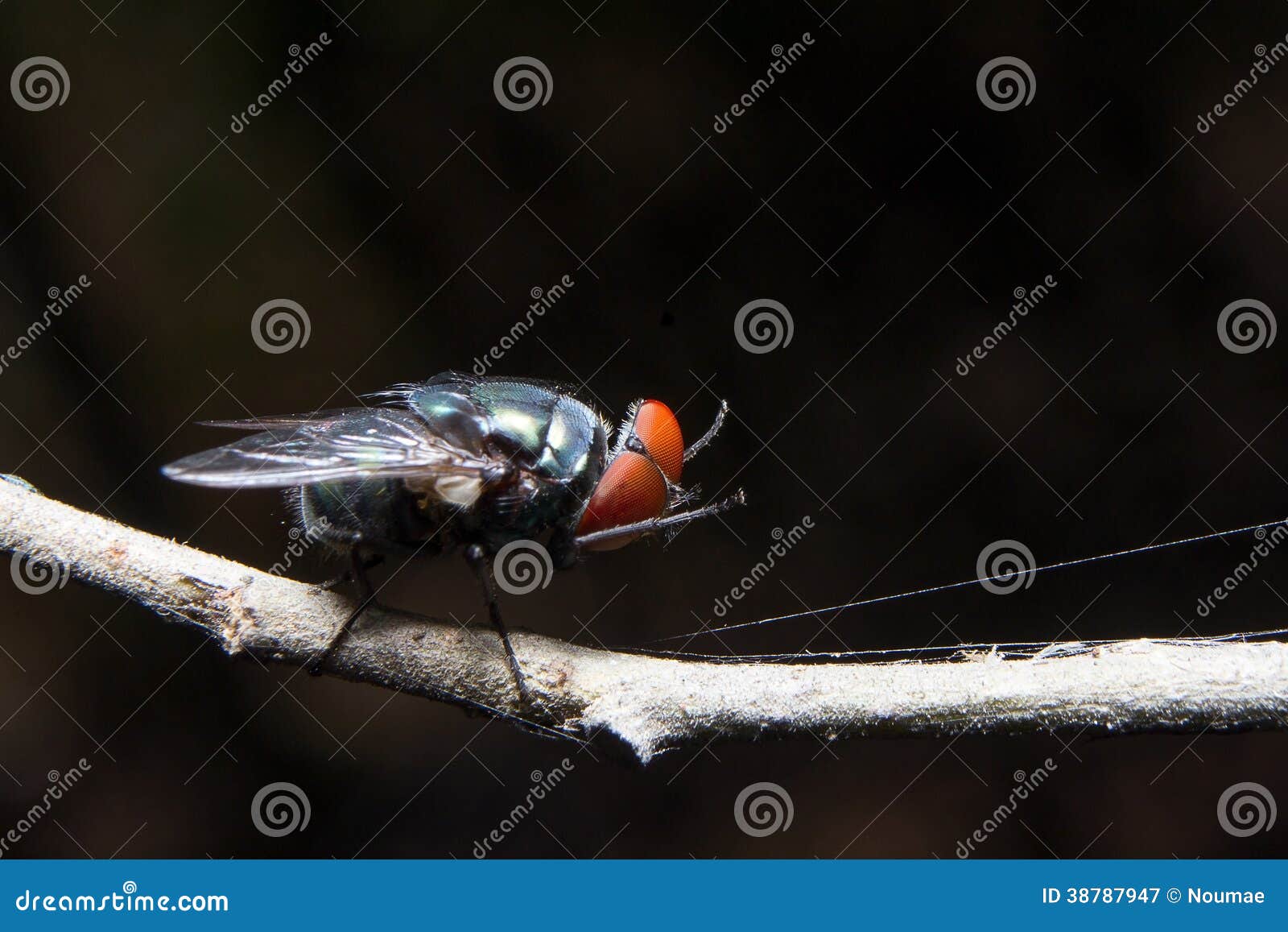 Fly. Close up. stock image. Image of arachnophobia, hunt - 38787947