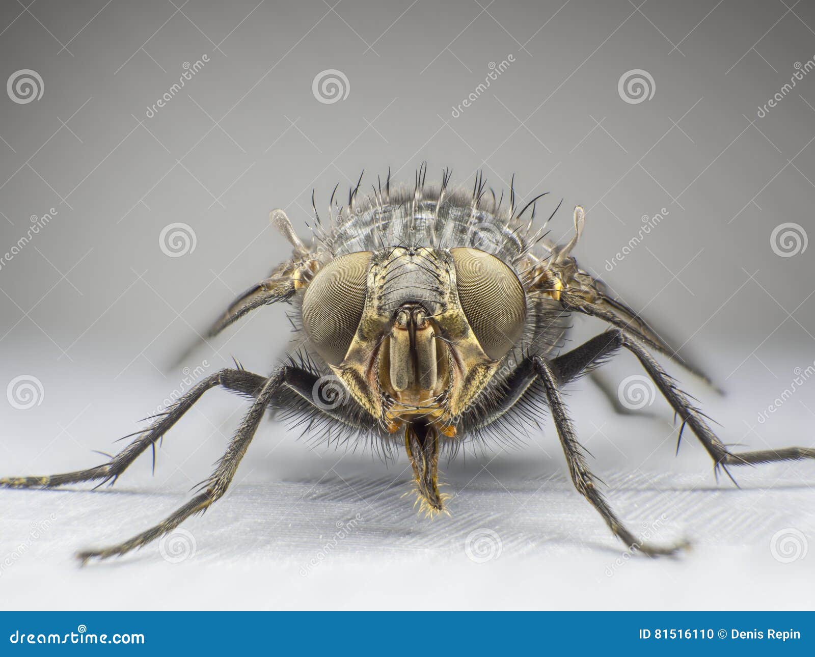 A Fly,close Up, Macro, Big Fly, Monster Insect, Front View Stock Photo ...