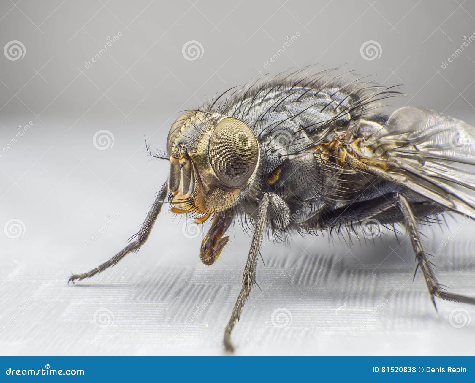 A Fly,close Up, Macro, Big Fly, Monster Insect, Side View Stock Photo ...