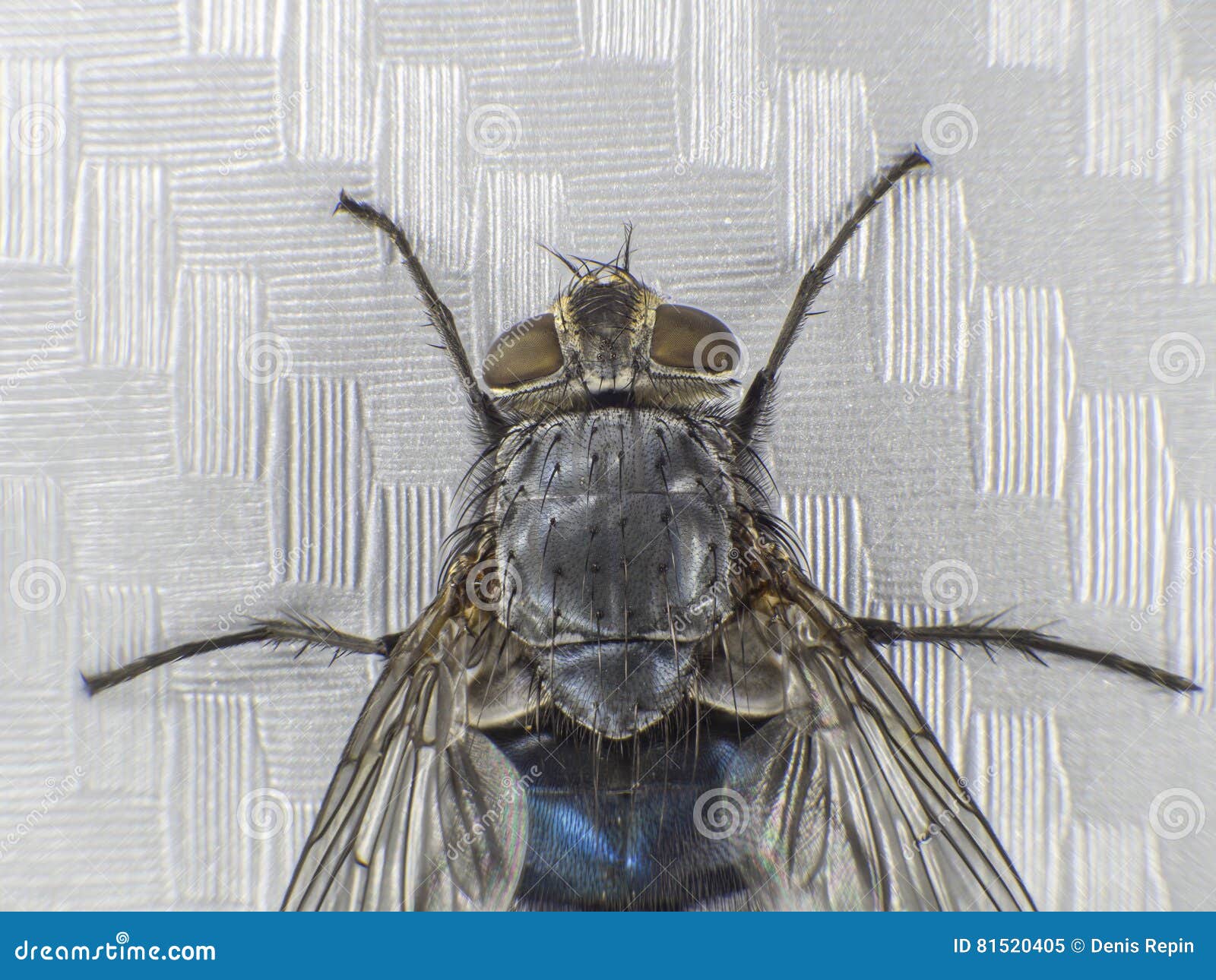 A Fly,close Up, Macro, Big Fly, Monster Insect, Top View Stock Image ...