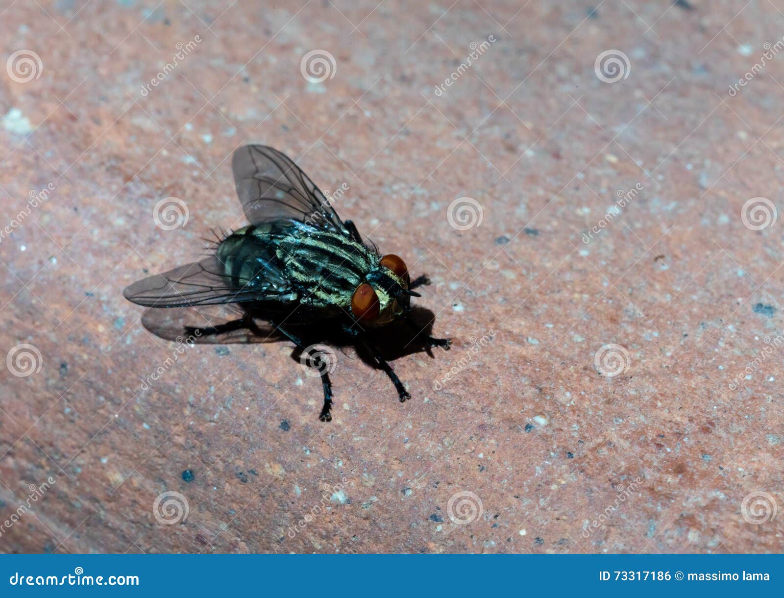 Fly, close up stock photo. Image of isolate, insect, blowfly - 73317186