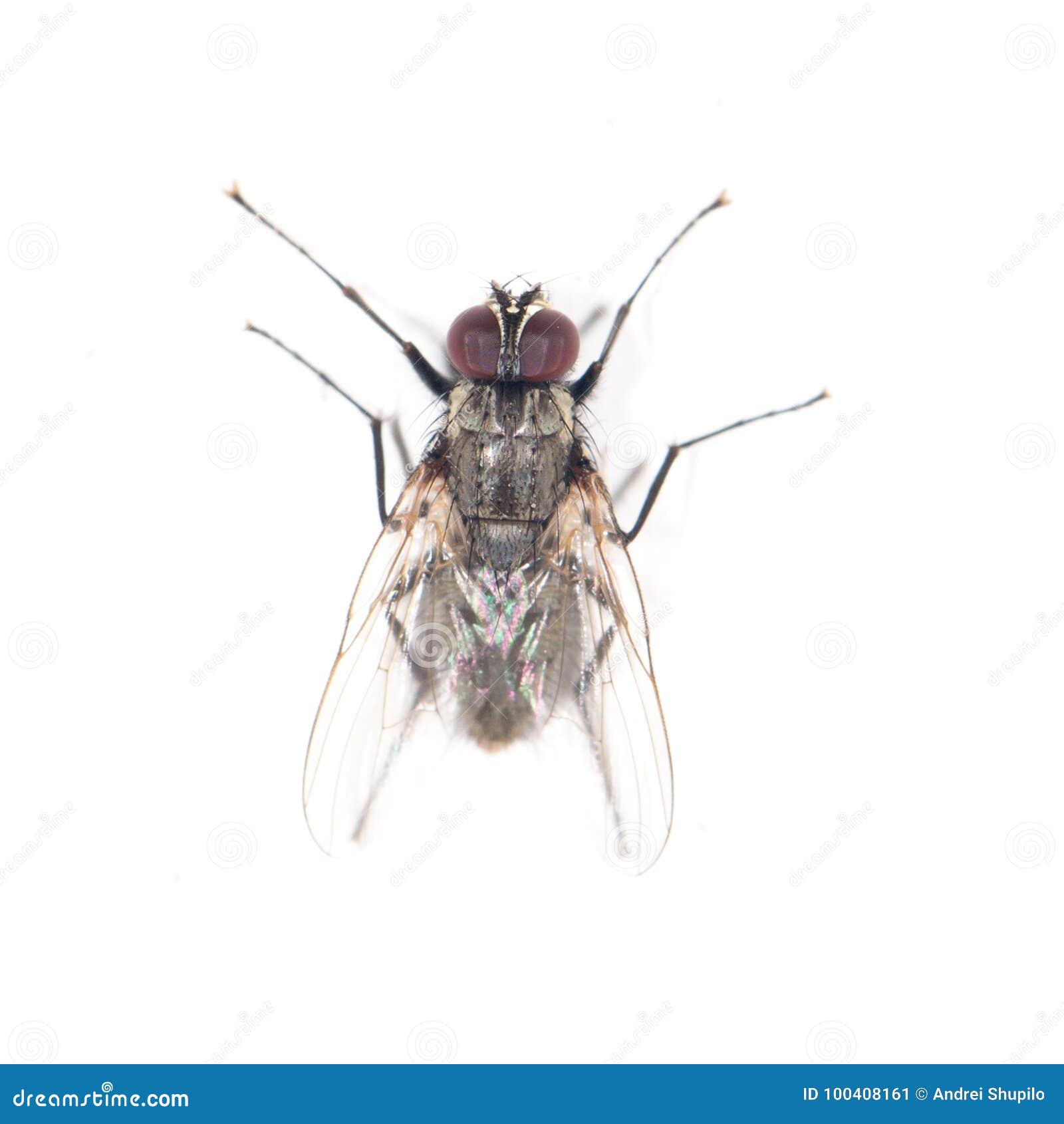 Fly. close-up stock image. Image of black, buzz, insect - 100408161