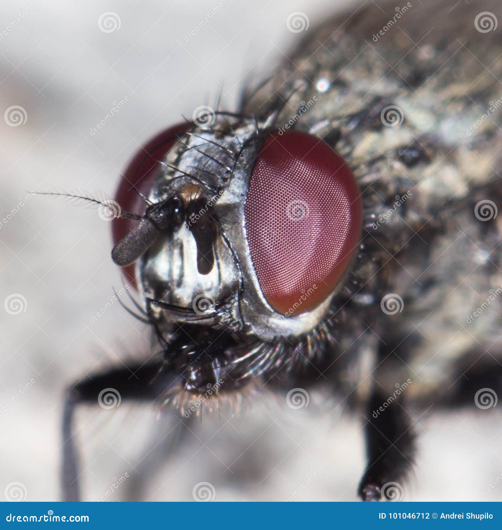 Fly. close-up stock photo. Image of fauna, predator - 101046712