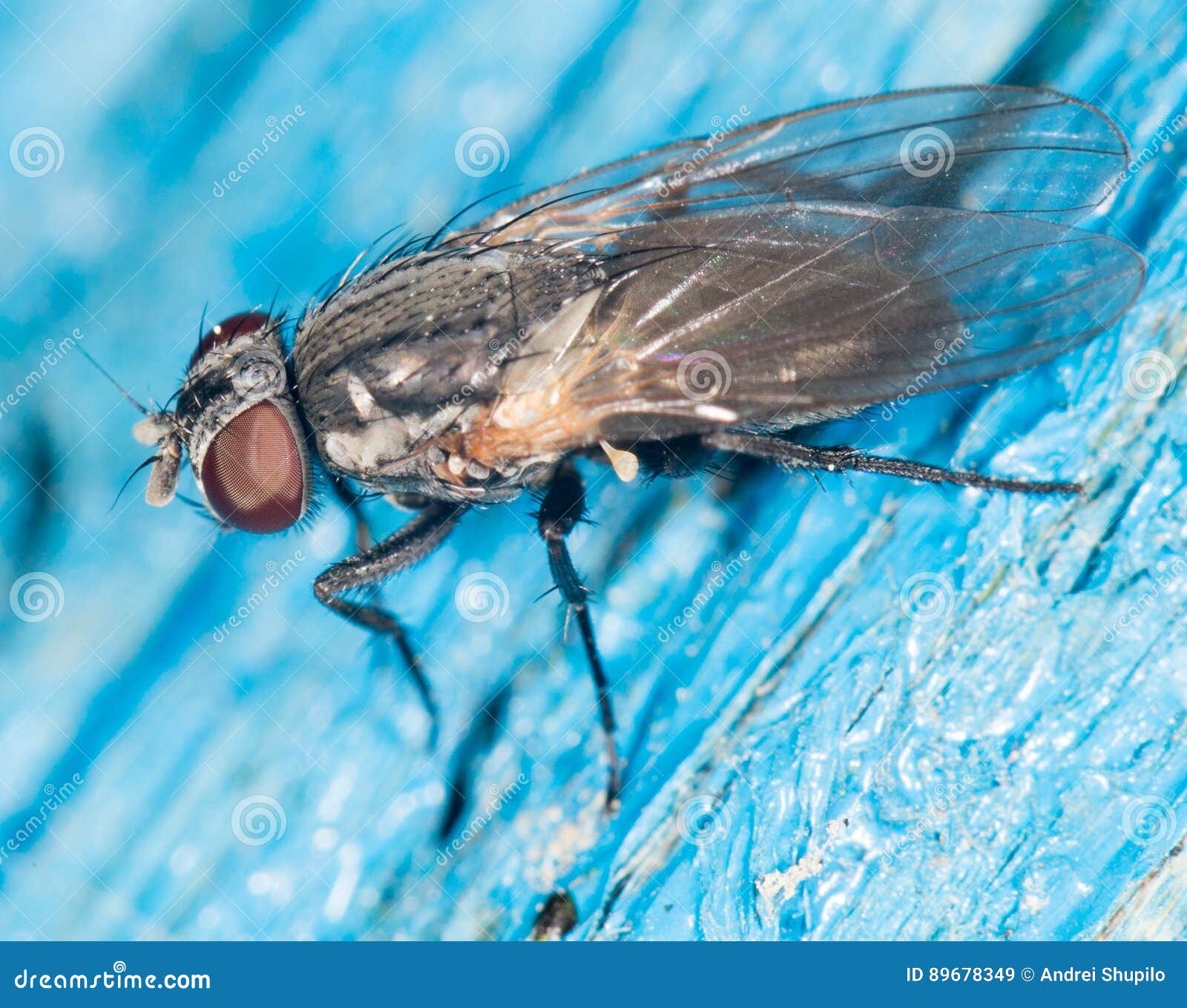 Fly. close-up stock image. Image of arthropod, wing, organism - 89678349