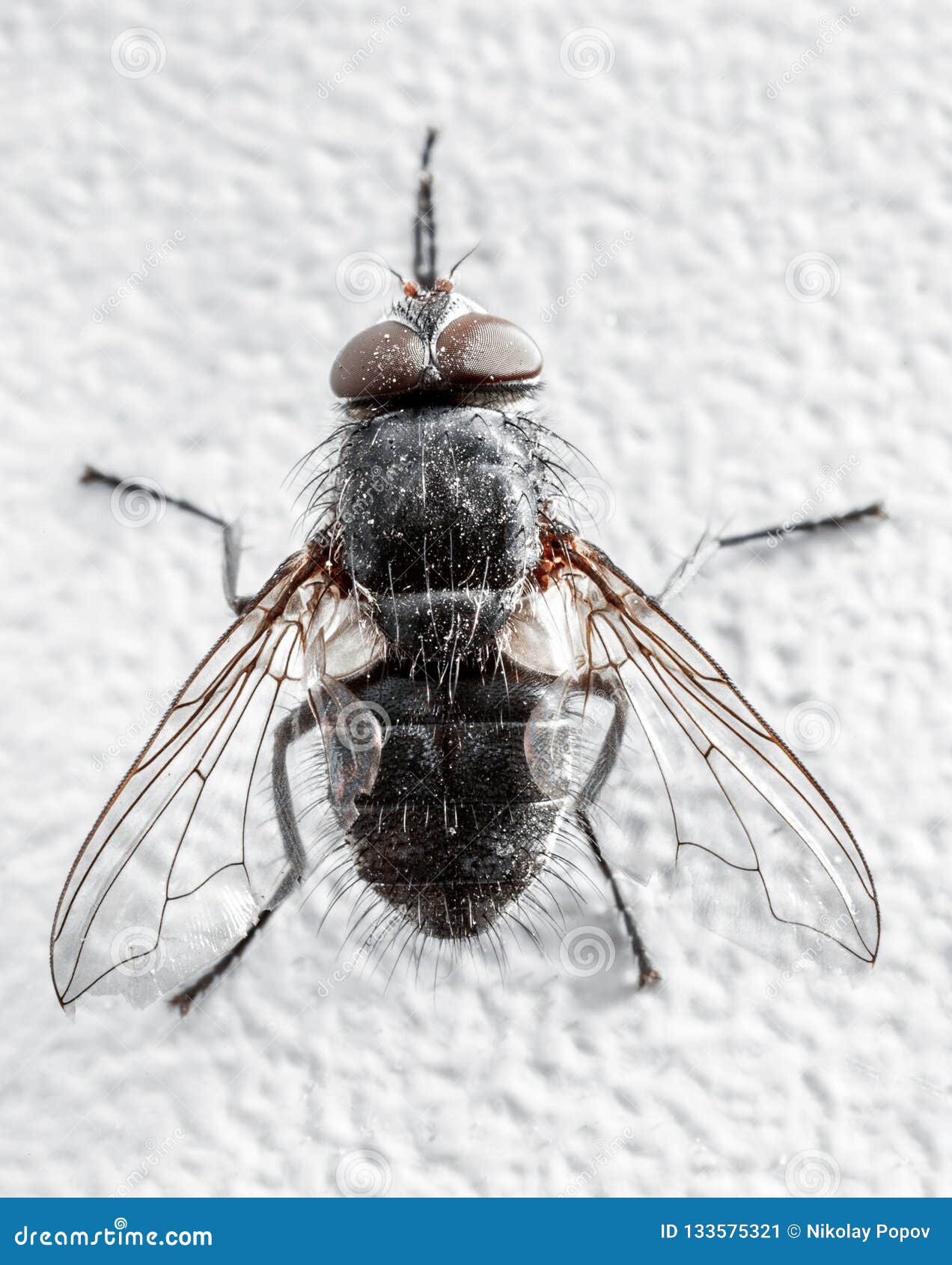 Fly close-up stock image. Image of buzz, food, invertebrate - 133575321