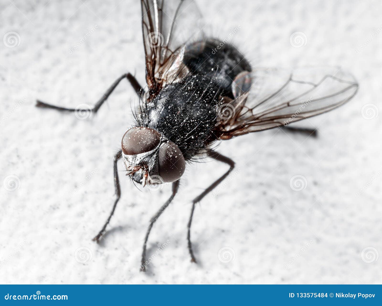 Fly close-up stock photo. Image of disturb, close, buzz - 133575484