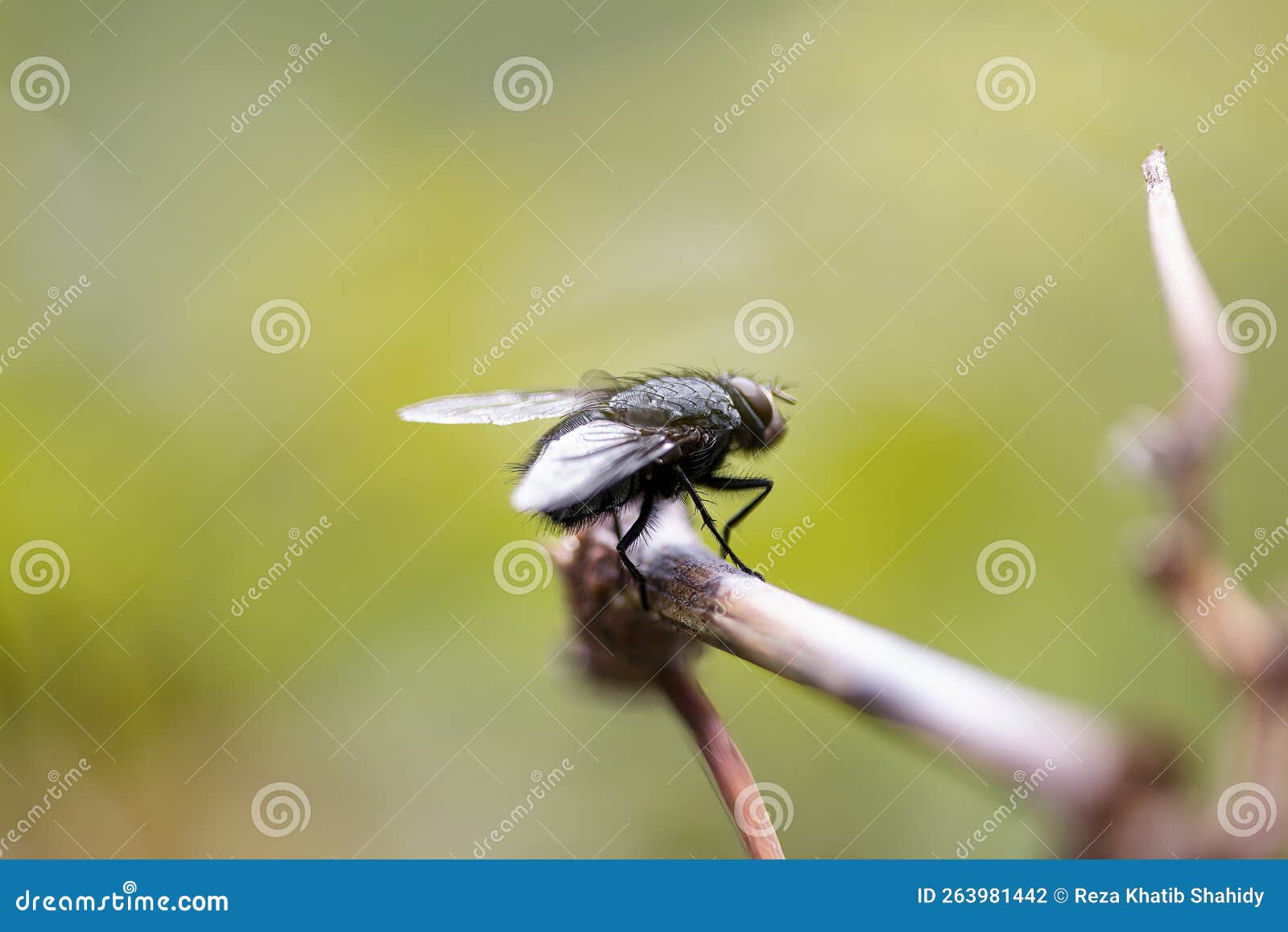 A Fly Close-up Scene Macro Shot Stock Photo - Image of scene, insect ...