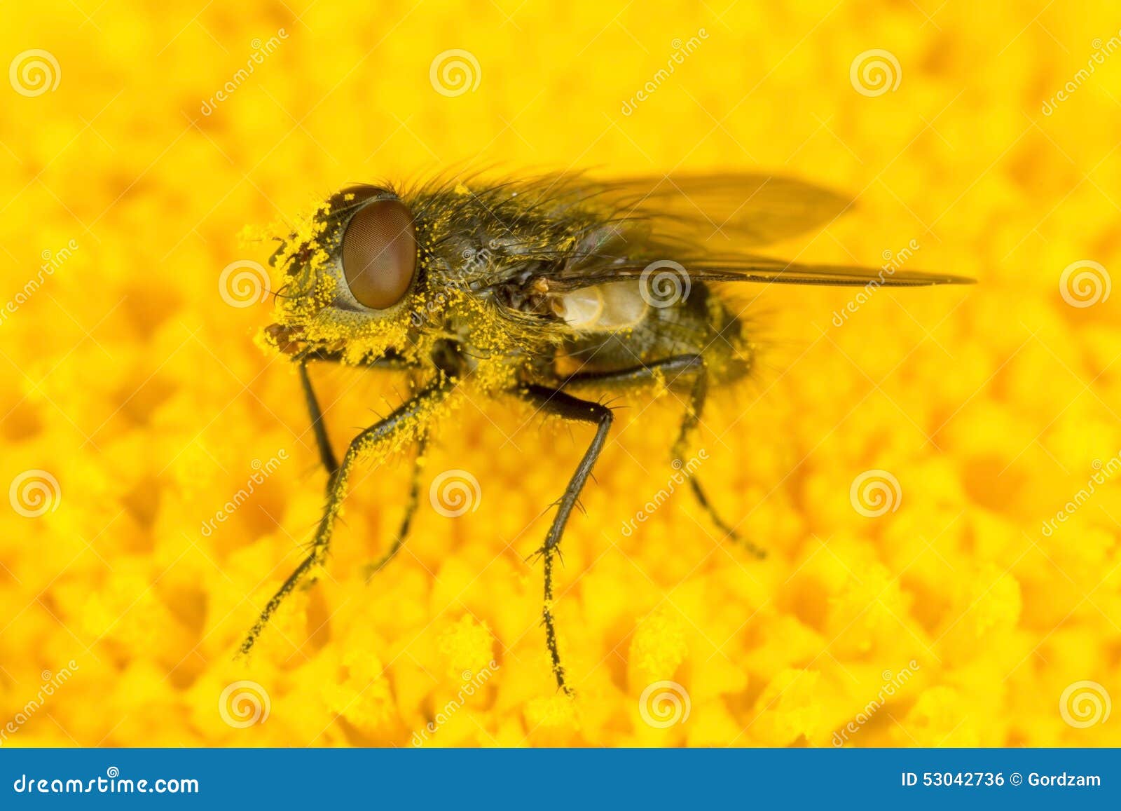 Fly close up stock photo. Image of crown, bright, close - 53042736