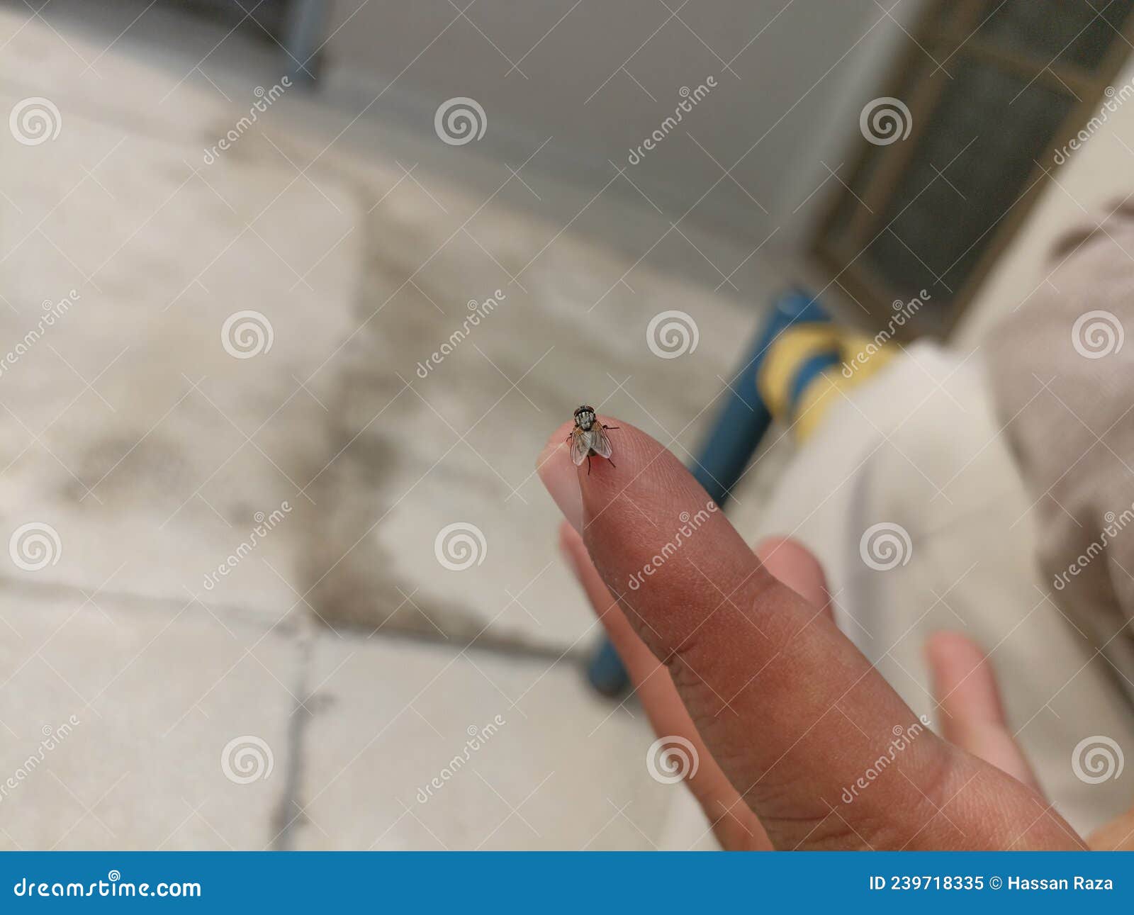 Fly Closeup on Human Finger Stock Image - Image of pink, wood: 239718335