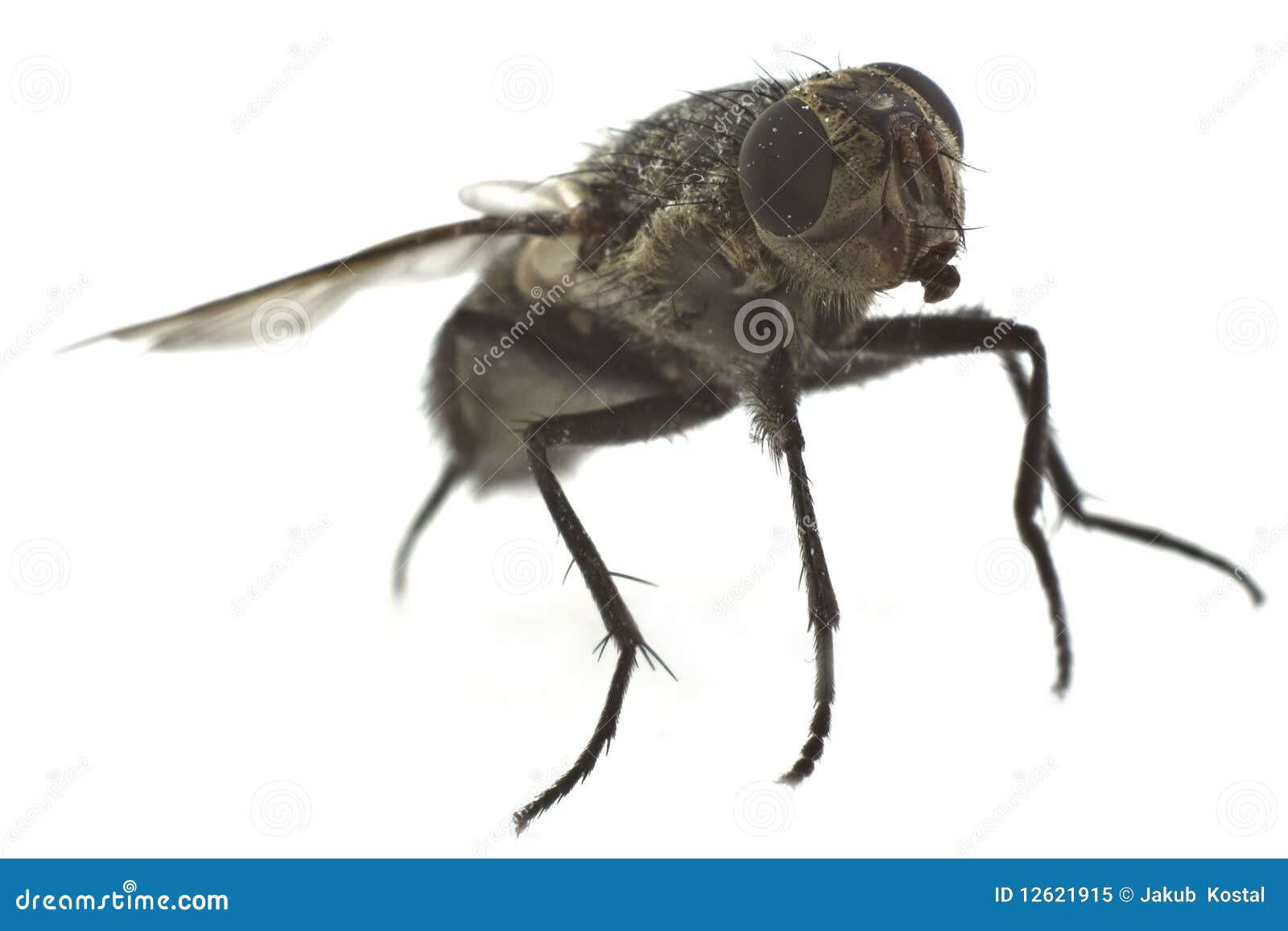 Fly closeup isolated stock image. Image of black, musca - 12621915