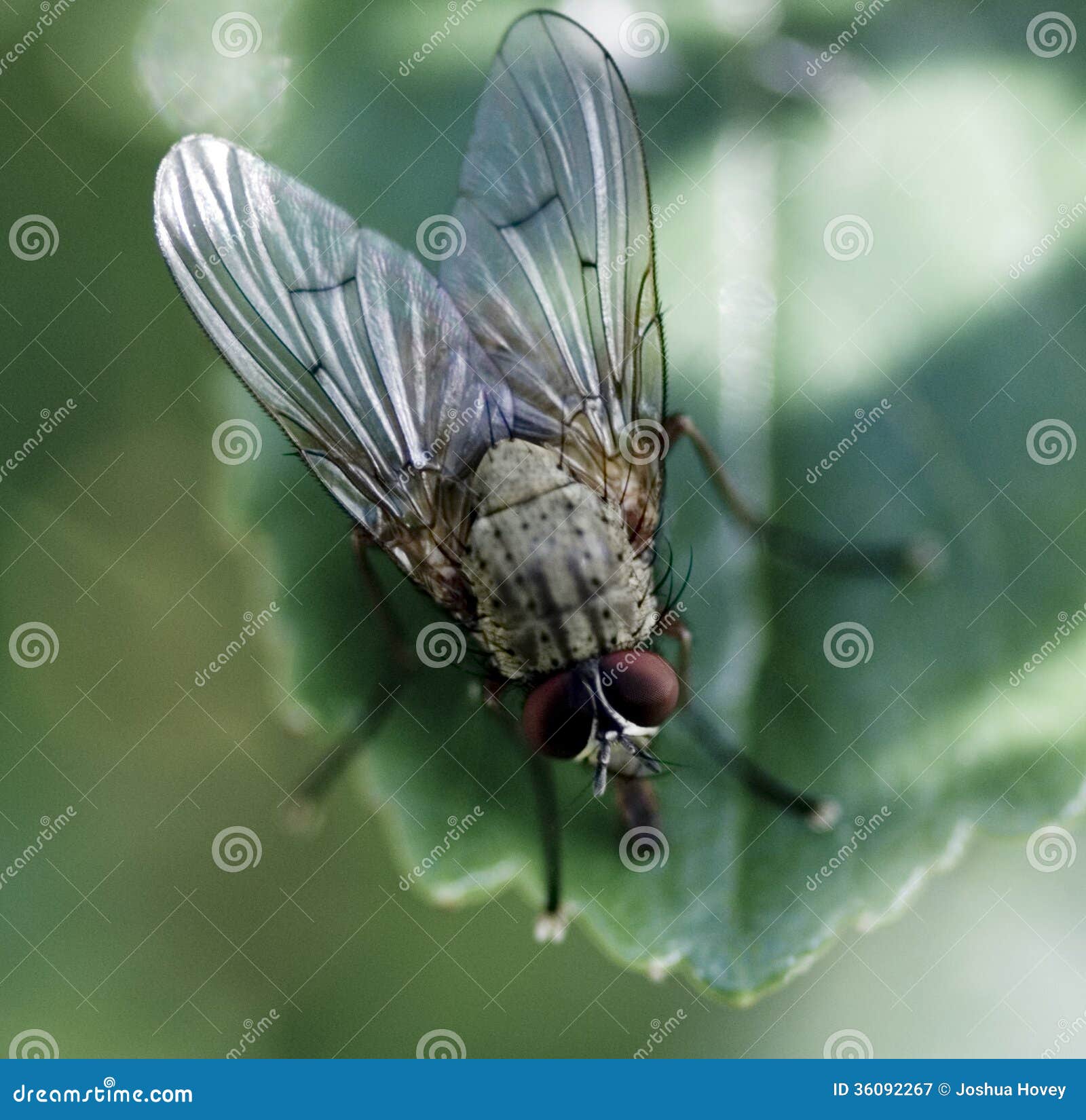 Fly Closeup stock image. Image of house, closeup, domestic - 36092267