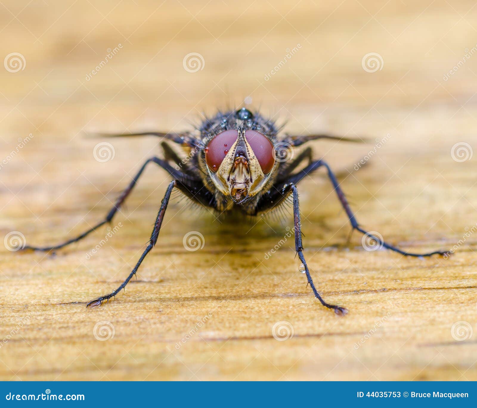 A Fly Closeup stock image. Image of animal, wildlife - 44035753