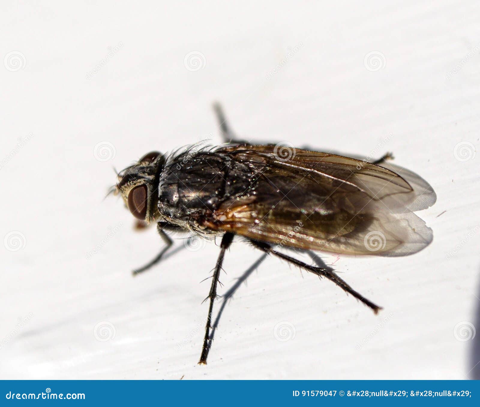 Fly Closeup stock image. Image of details, closeup, wildlife - 91579047