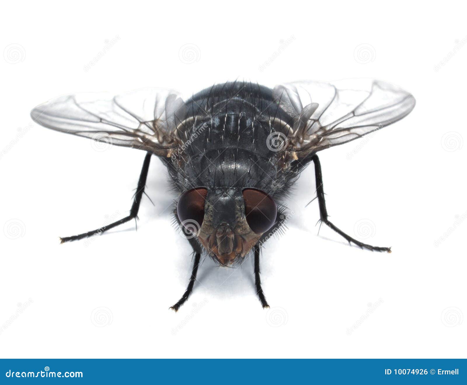 Fly closup stock photo. Image of eyes, macro, isolated - 10074926