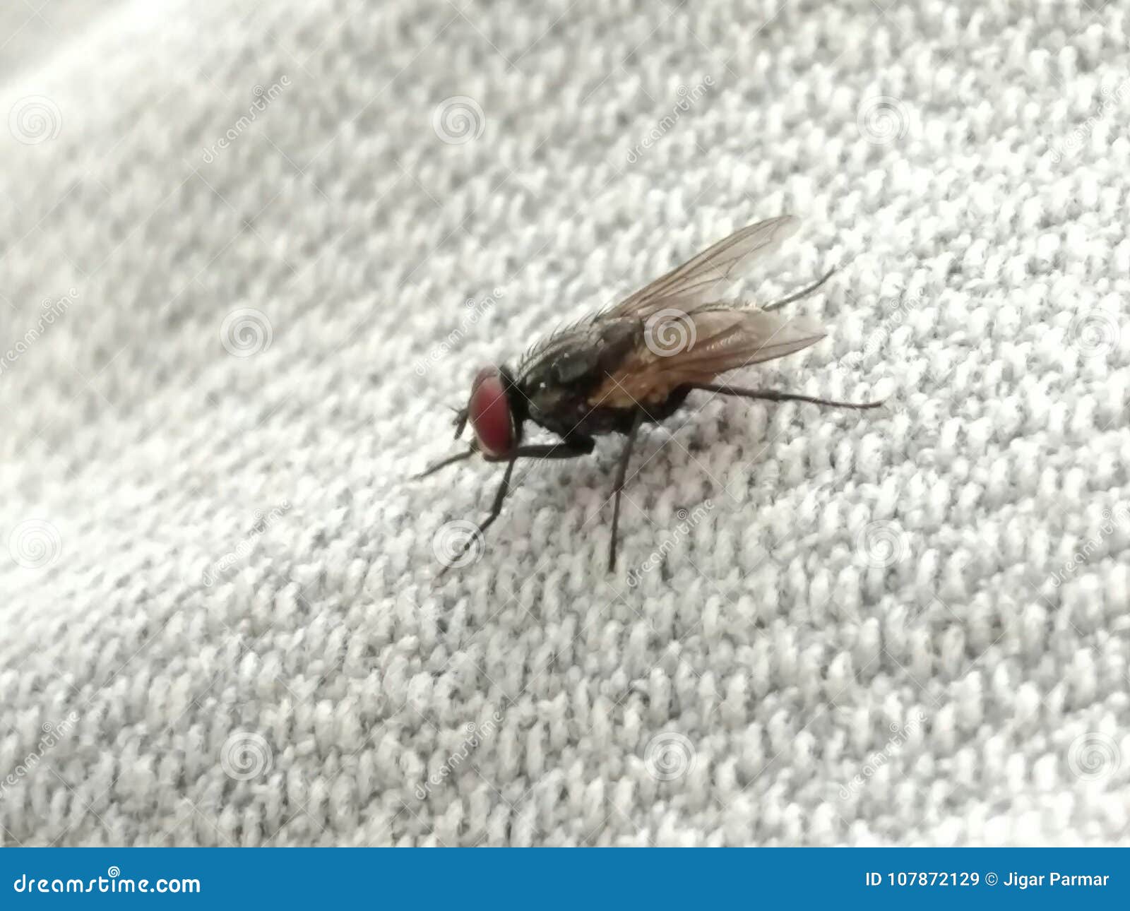 Fly on the cloth stock image. Image of sitting, dirt - 107872129